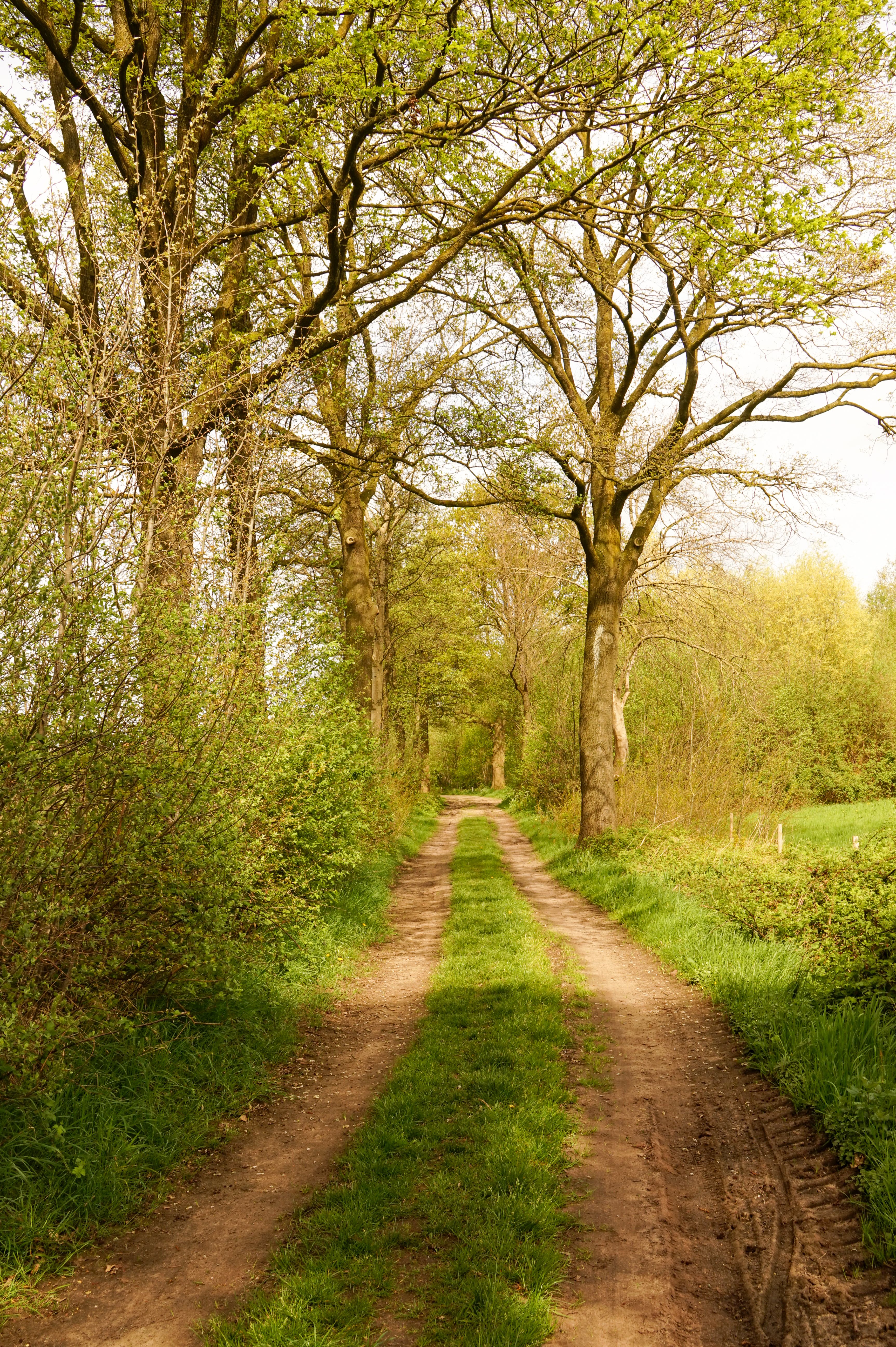 Serene Country Path Lined with Tall Trees · Free Stock Photo