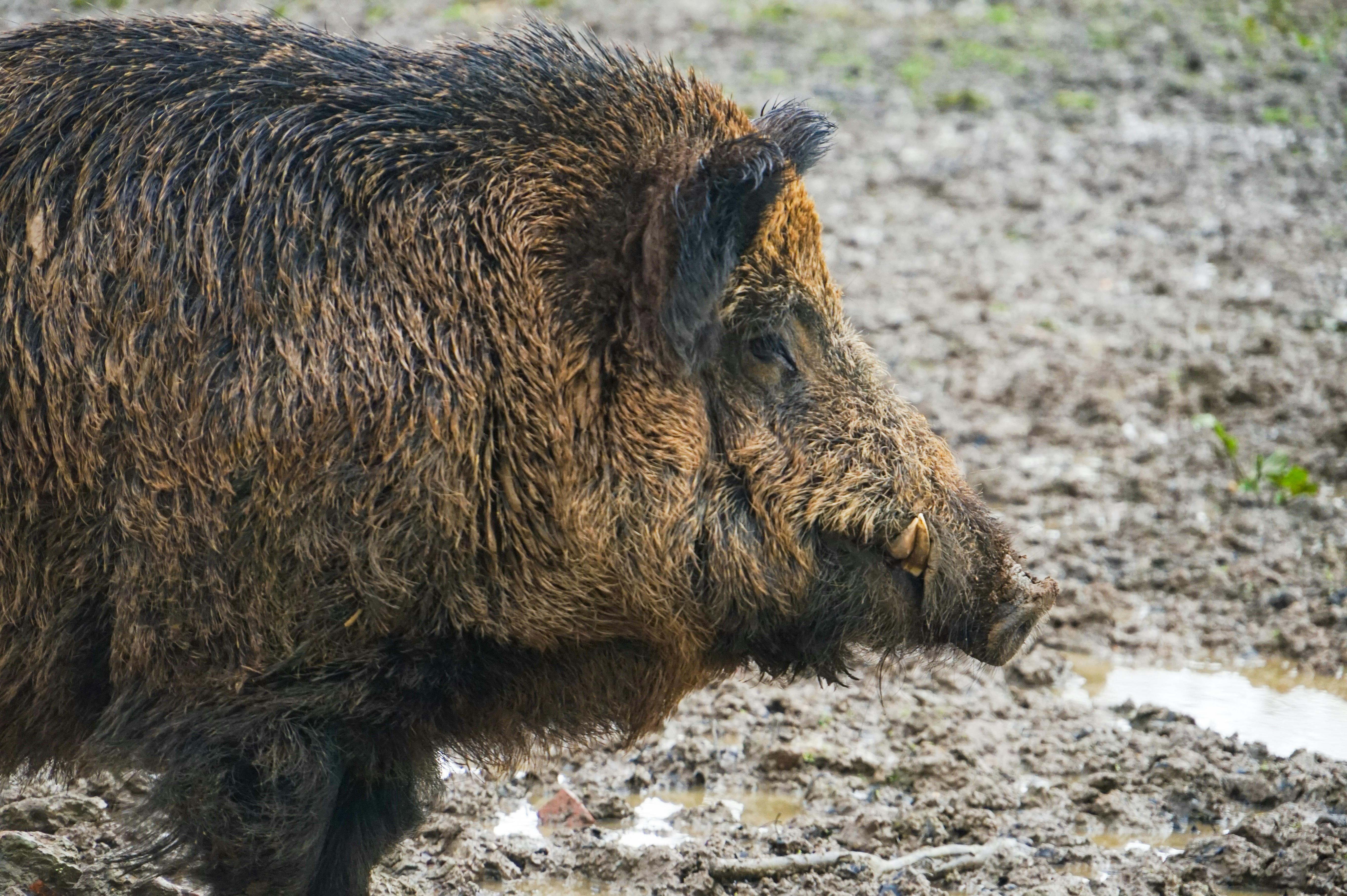 Close-up of a Wild Boar in Muddy Habitat · Free Stock Photo