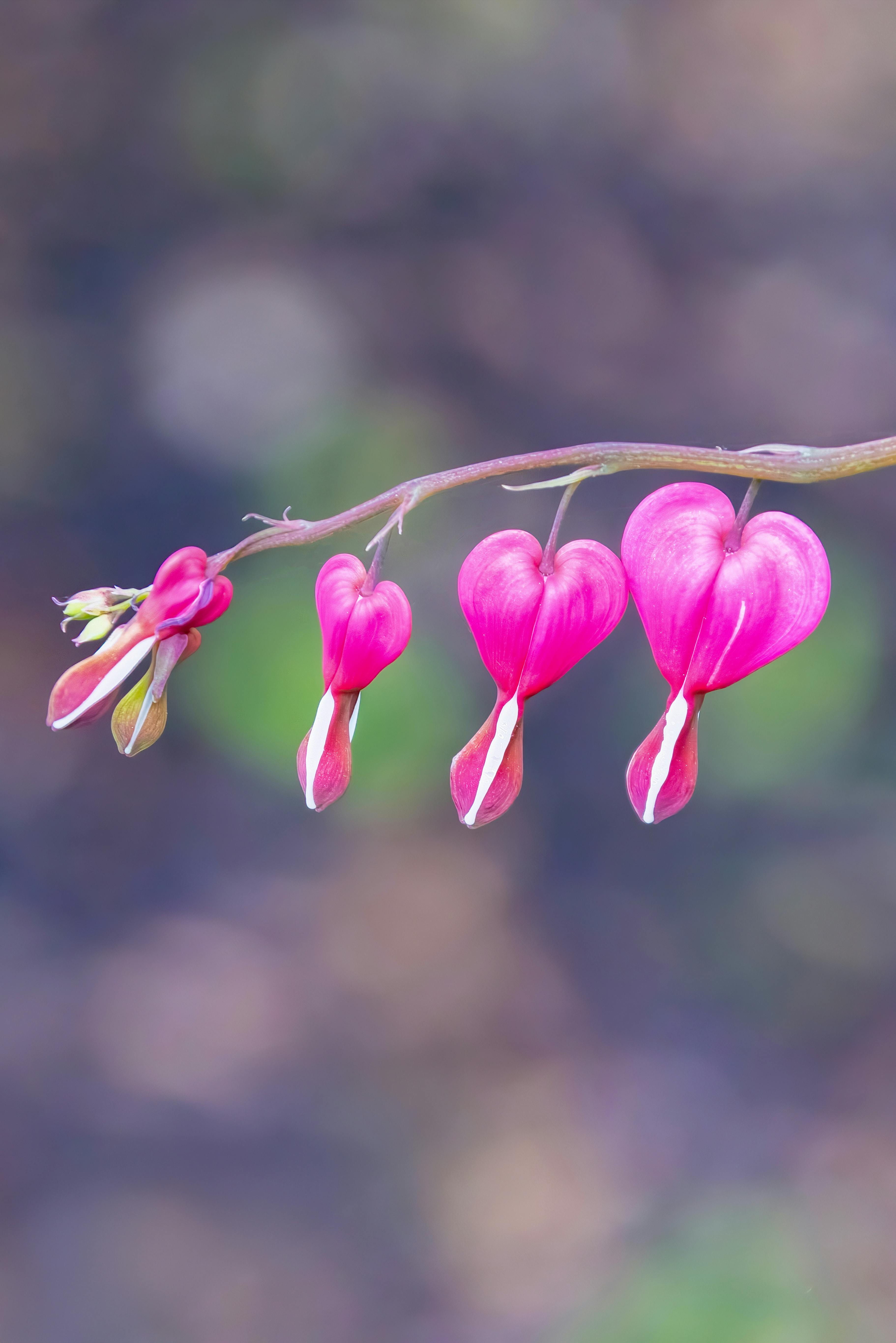 Hd Sinari Photos, Download The BEST Free Hd Sinari Stock Photos & HD Images