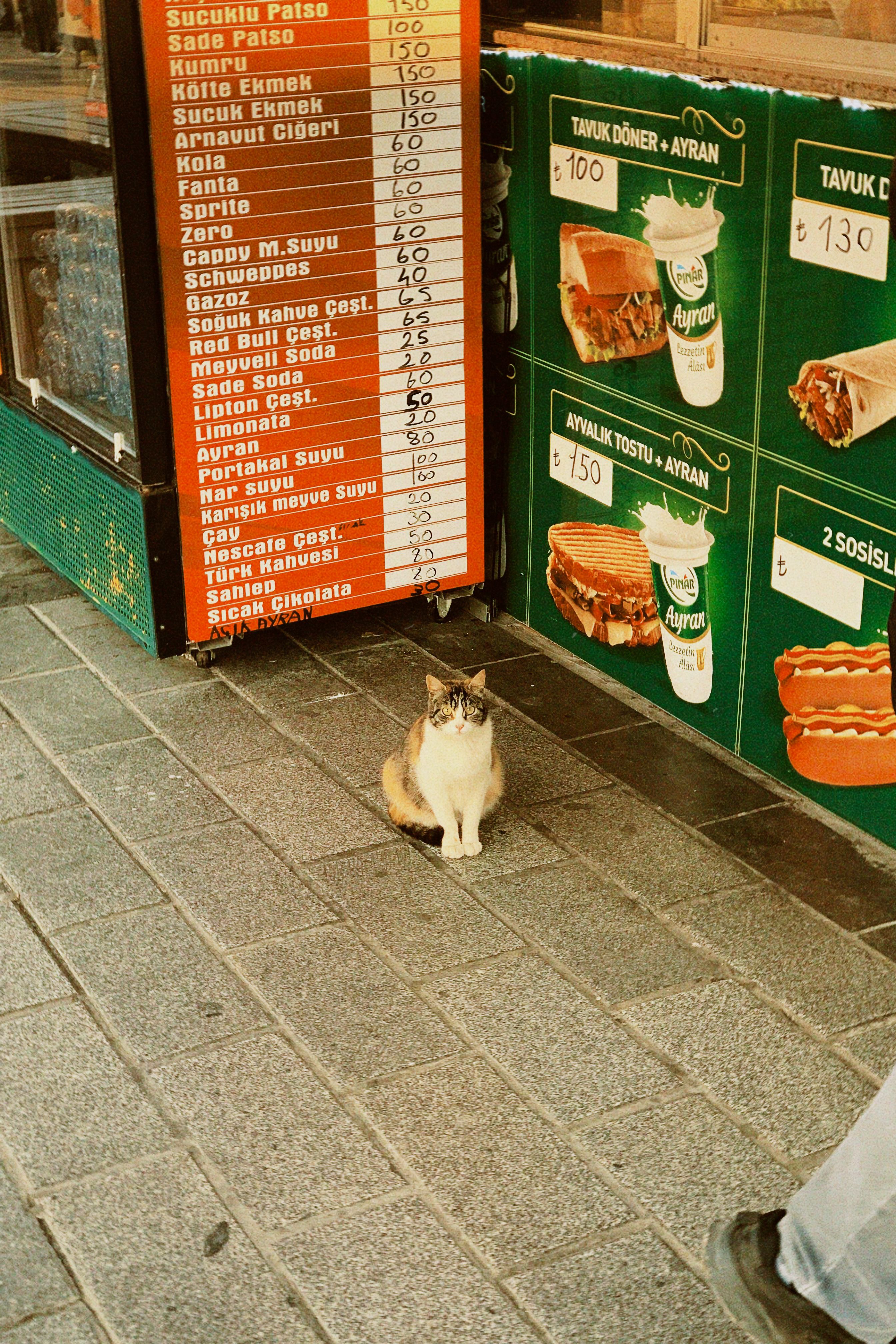 Street Cat by a Turkish Food Menu · Free Stock Photo
