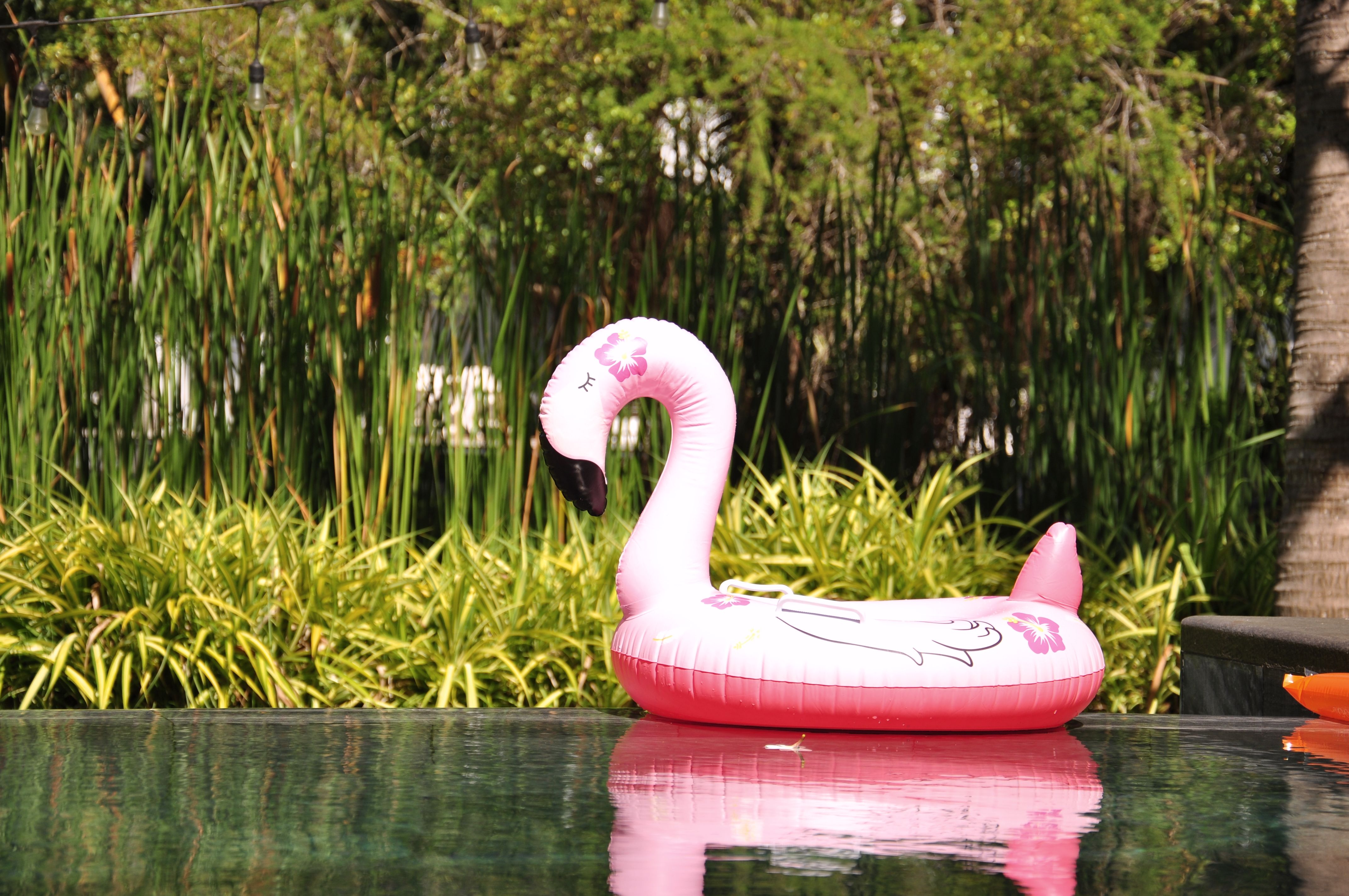 Pink Inflatable Flamingo on Garden Pool Water · Free Stock Photo