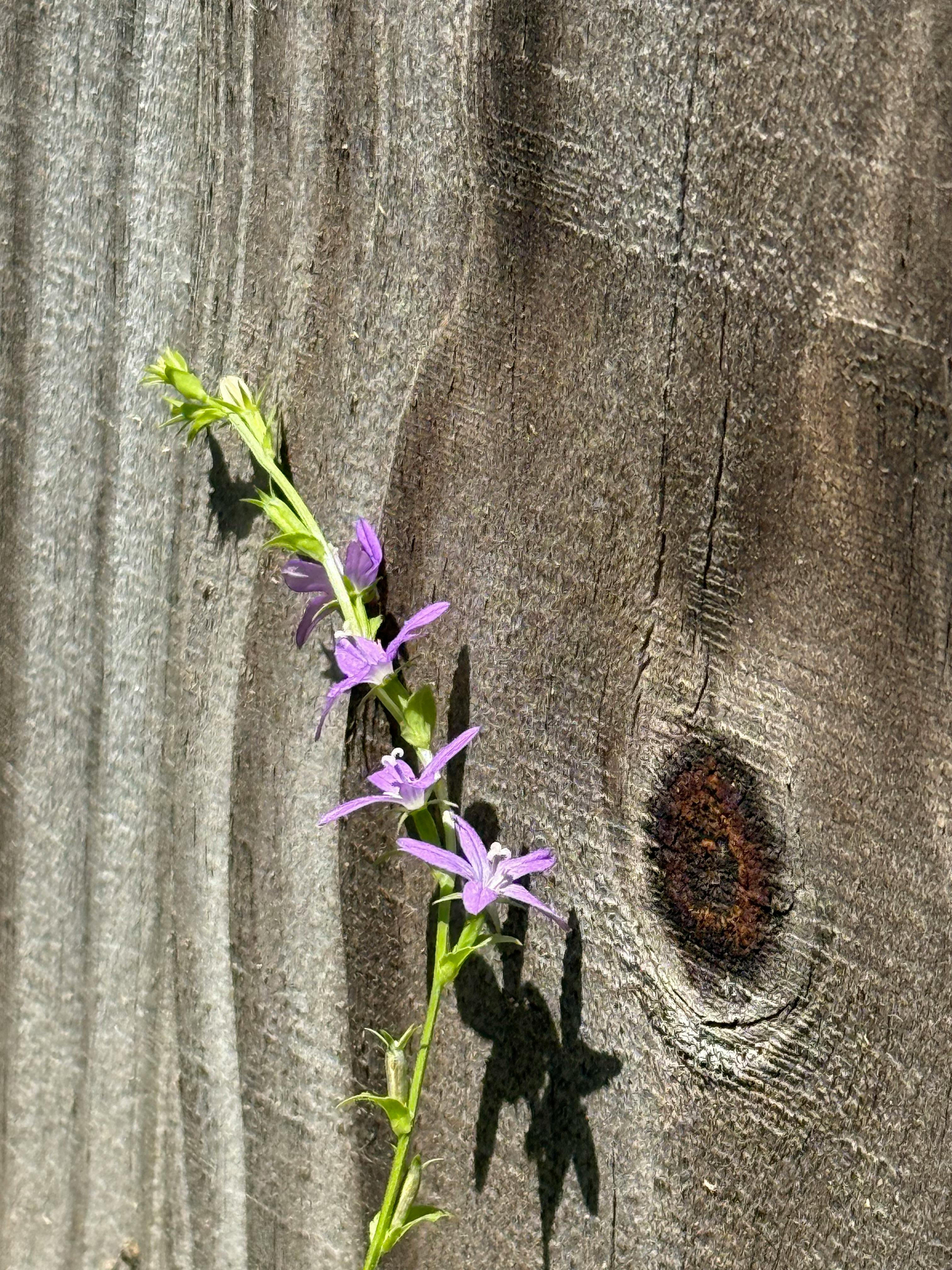 Wood Rebar Photos, Download The BEST Free Wood Rebar Stock Photos & HD ...