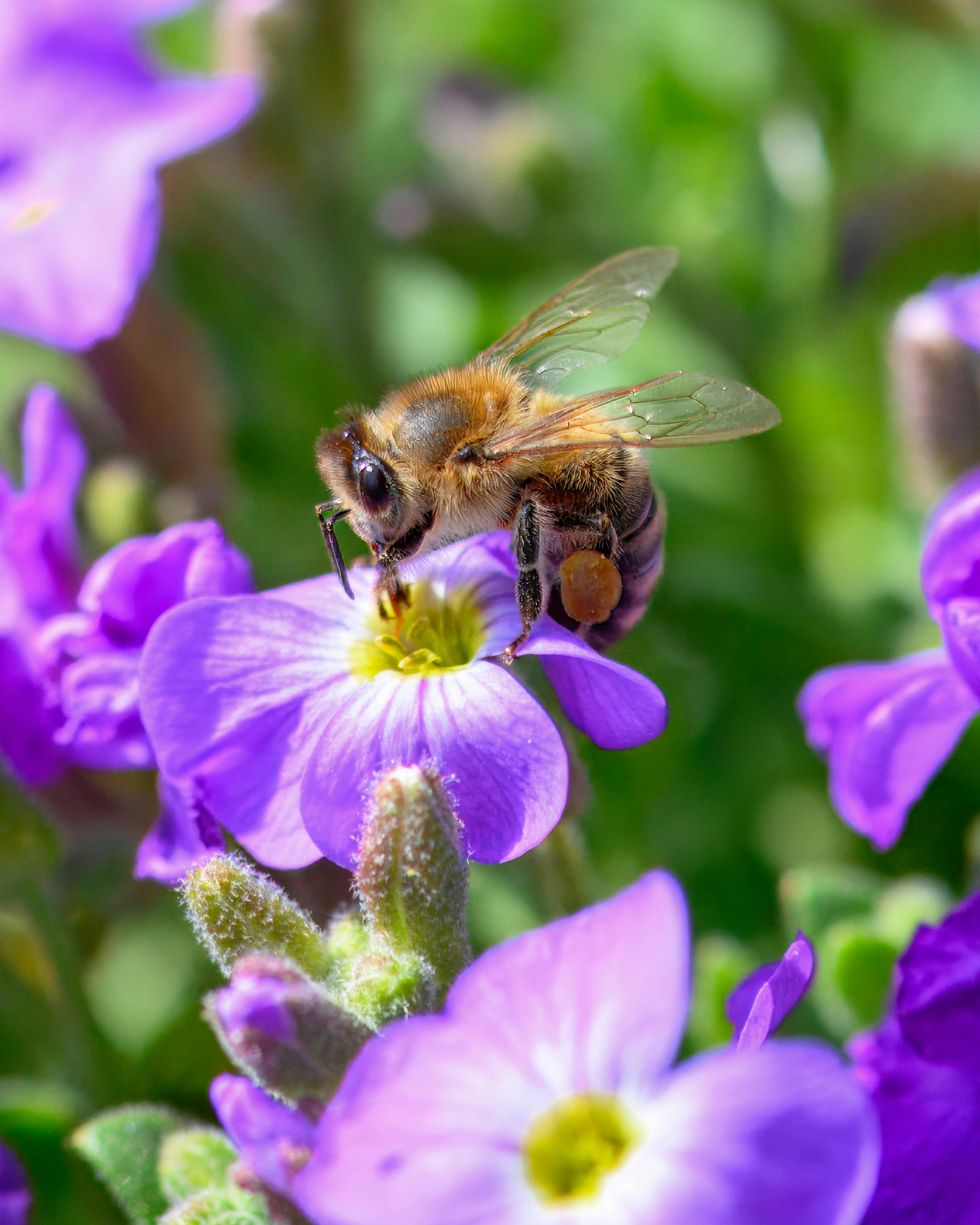 Honeybee Collecting Pollen from Purple Flower · Free Stock Photo