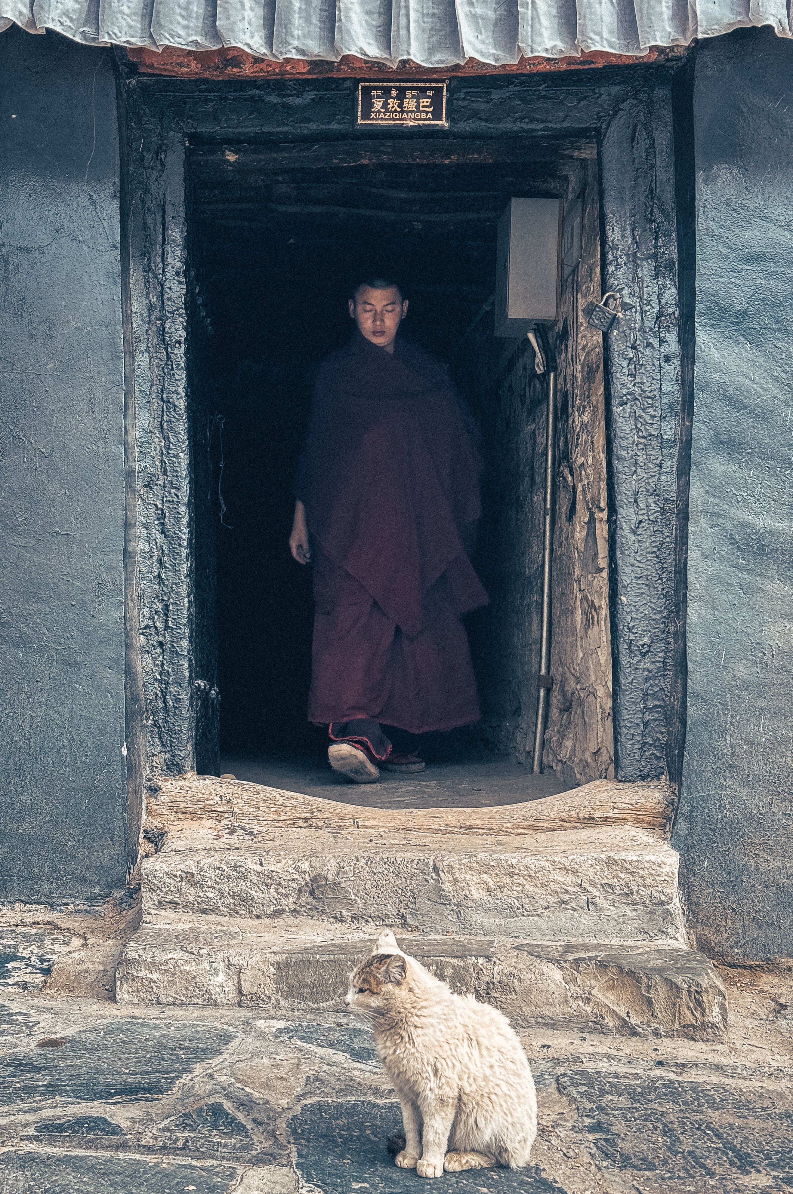 Monk in Traditional Attire Standing with Cat · Free Stock Photo