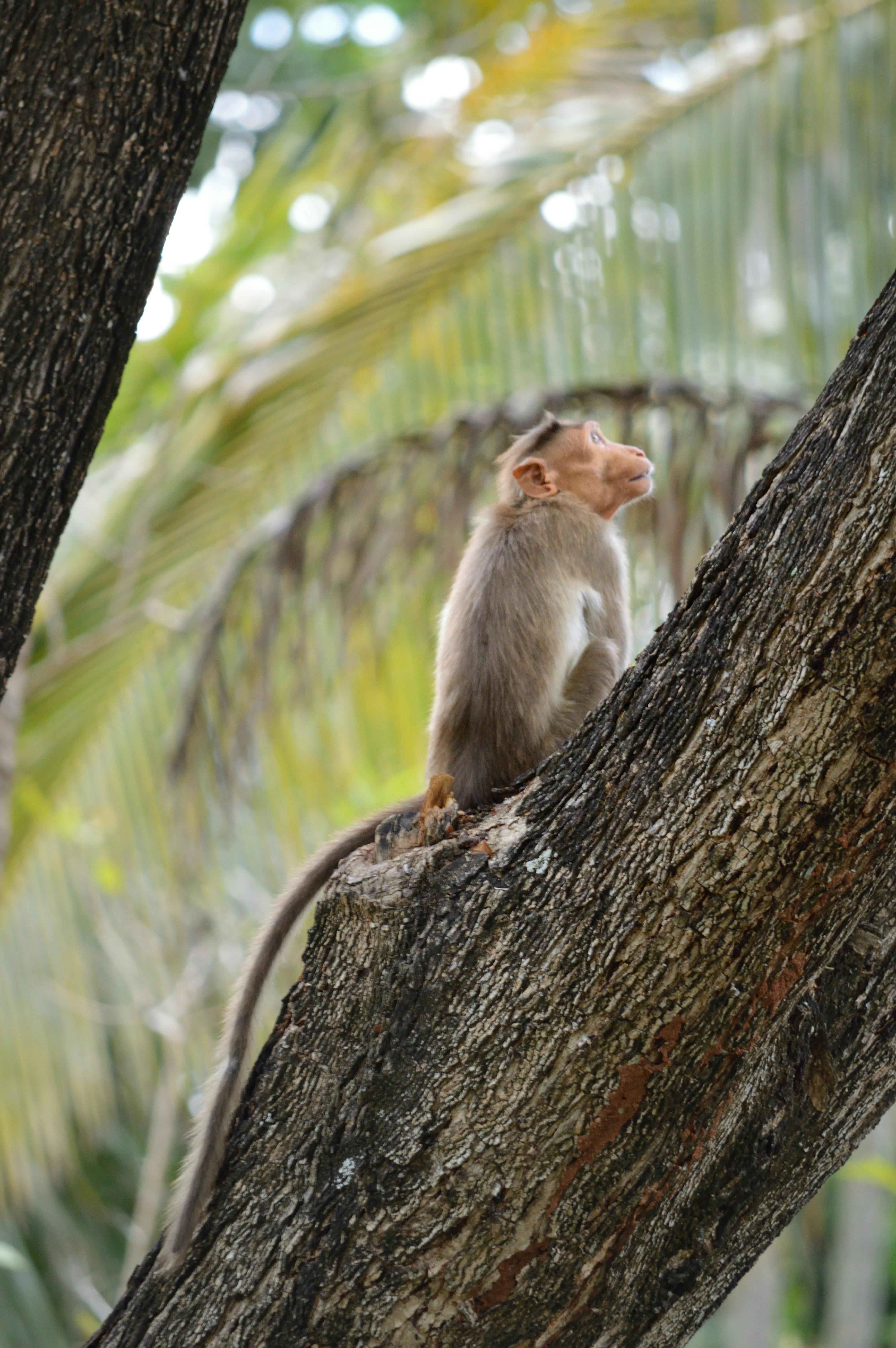 Monkey Profile Photos, Download The BEST Free Monkey Profile Stock ...