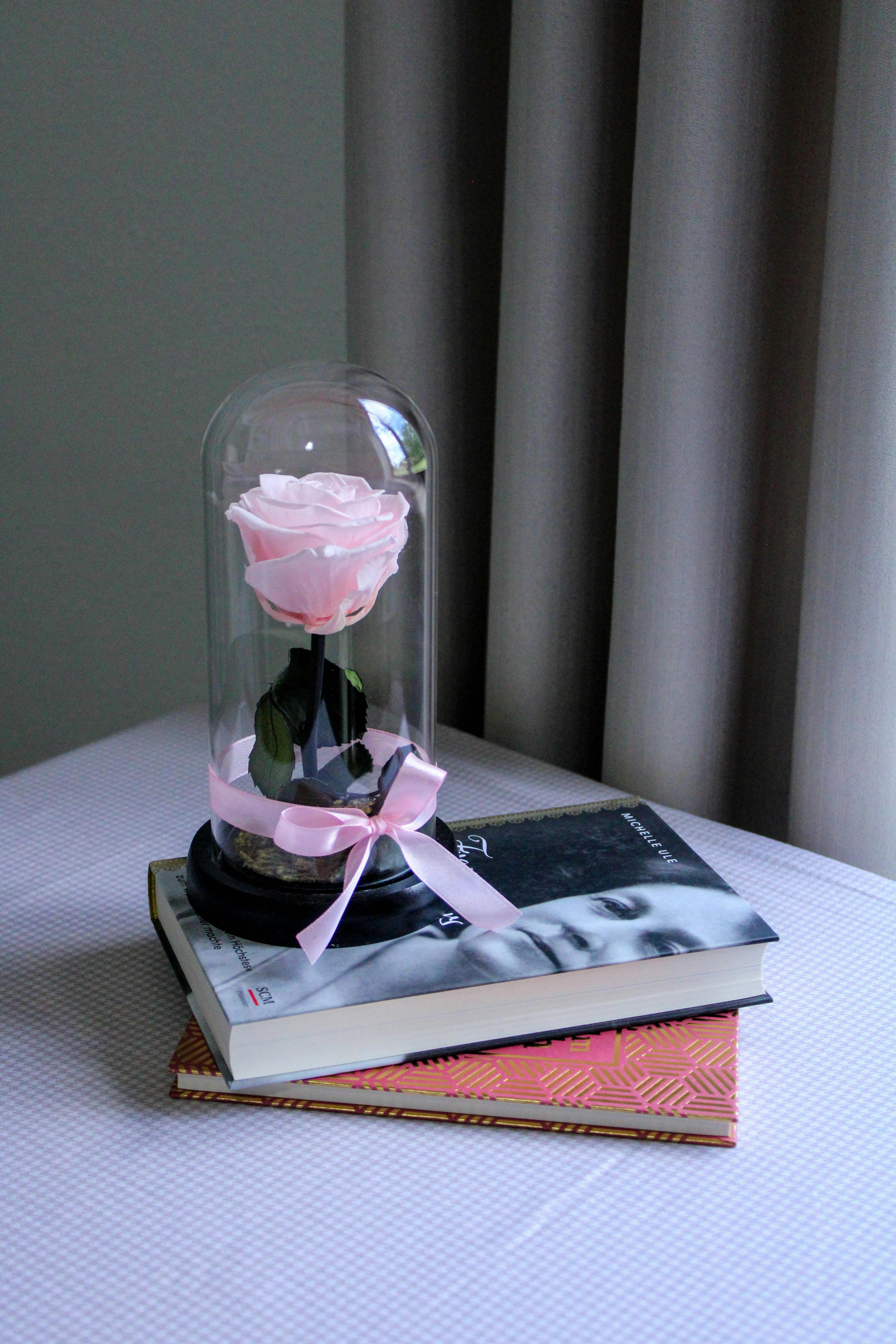 Elegant Glass-Encased Rose on Books at Home · Free Stock Photo