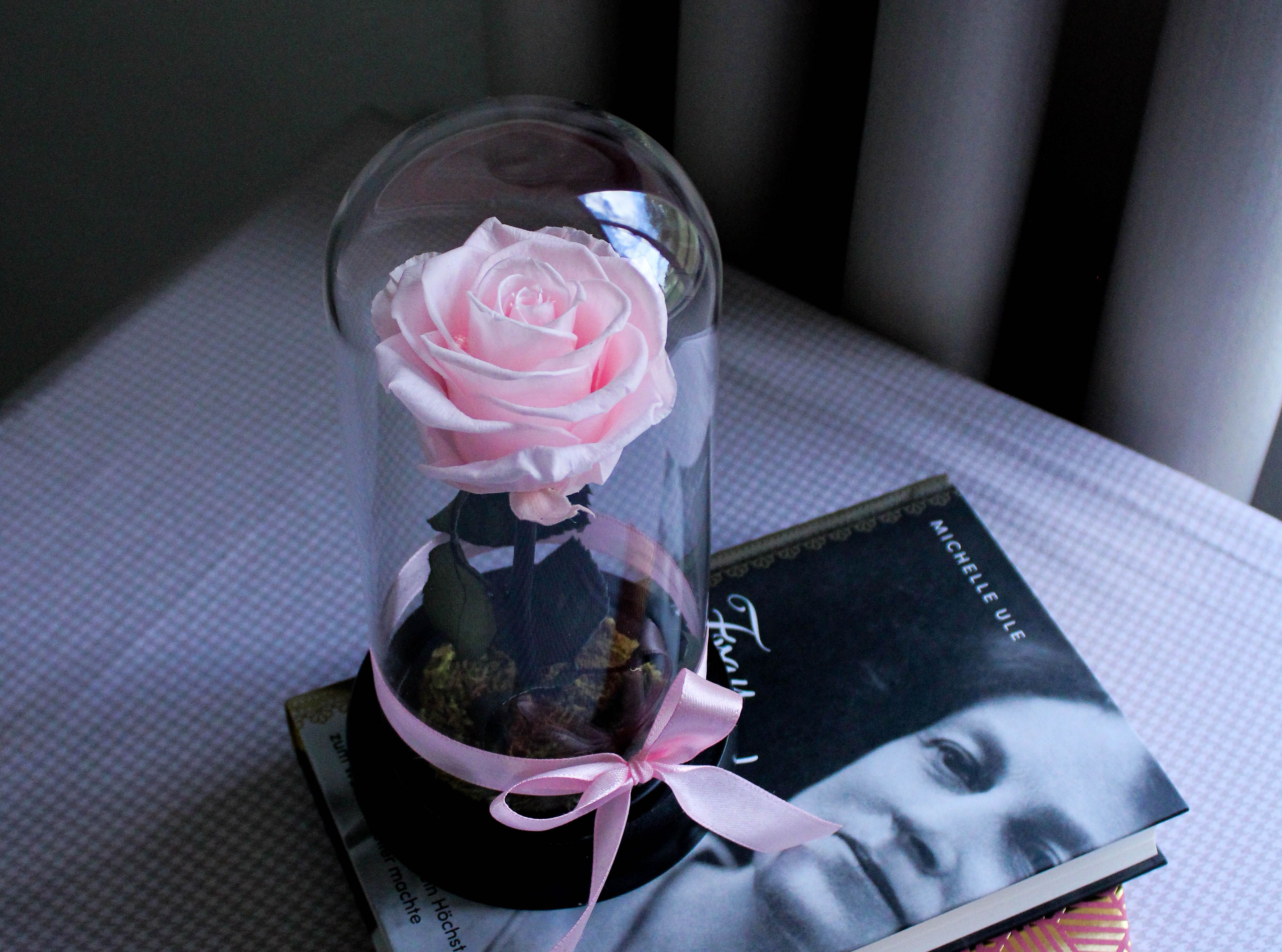 Elegant Pink Rose in Glass Dome on Book · Free Stock Photo