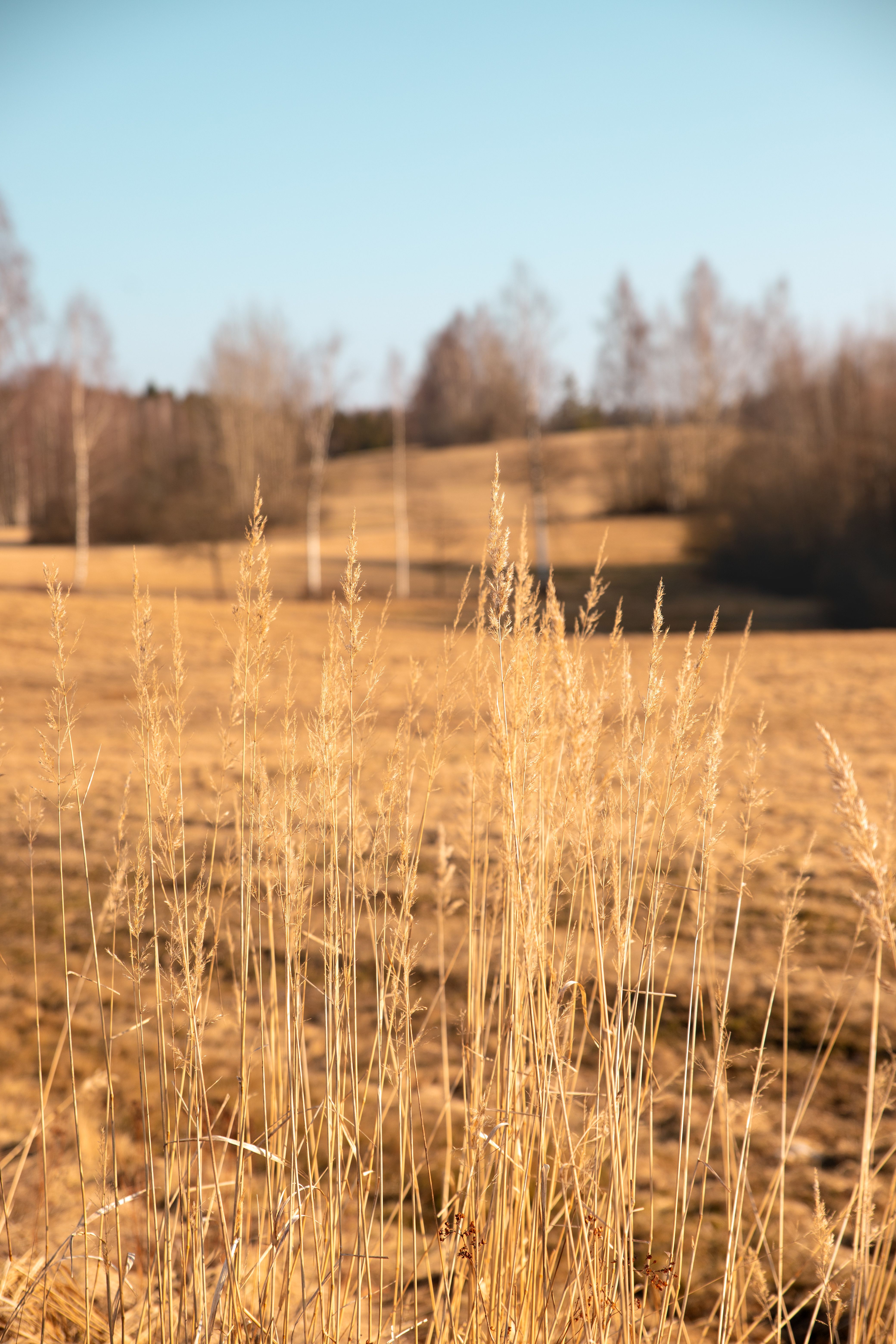 Golden Fields and Bare Trees in Early Spring · Free Stock Photo