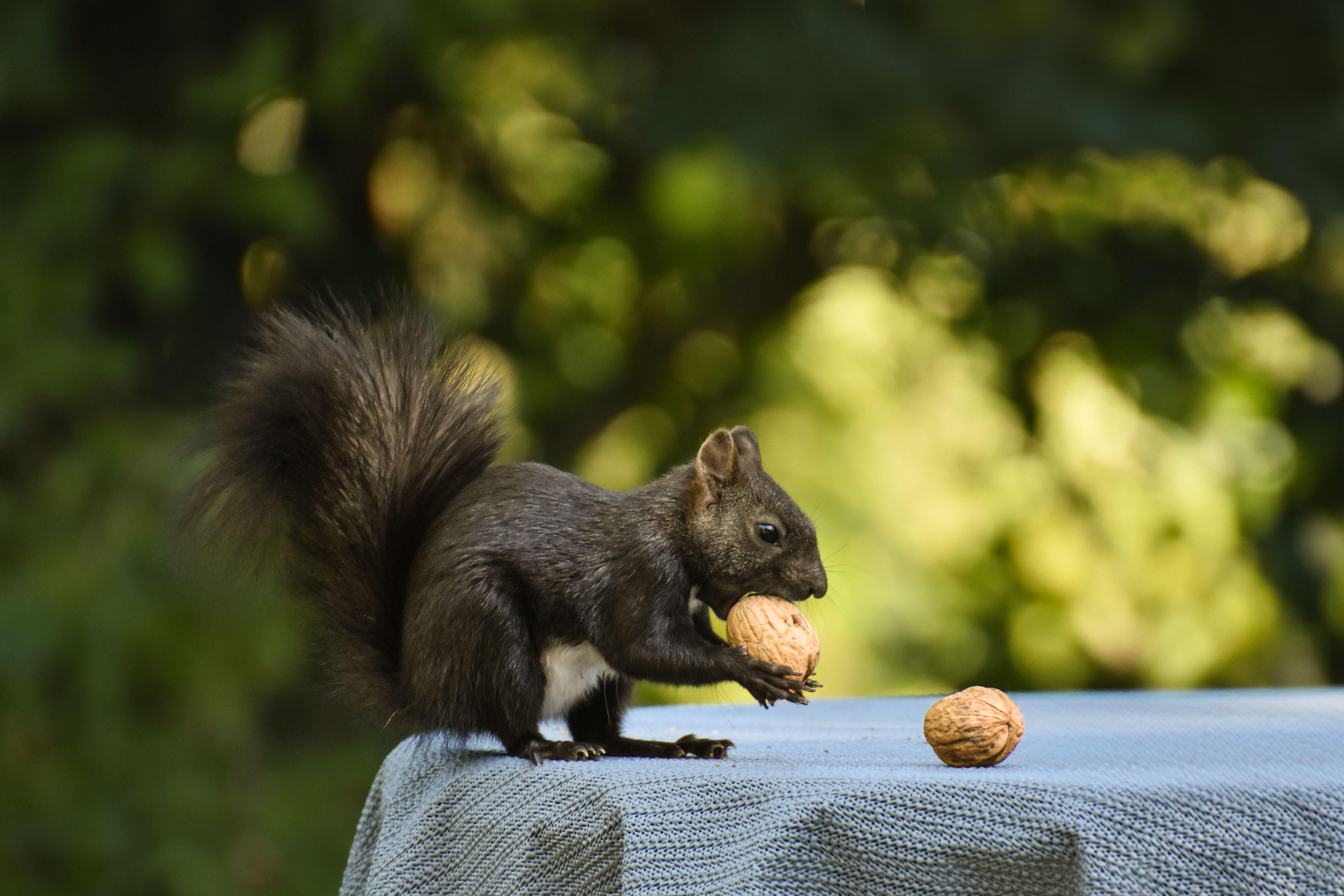 Squirrel Holding Walnut on Outdoor Table · Free Stock Photo