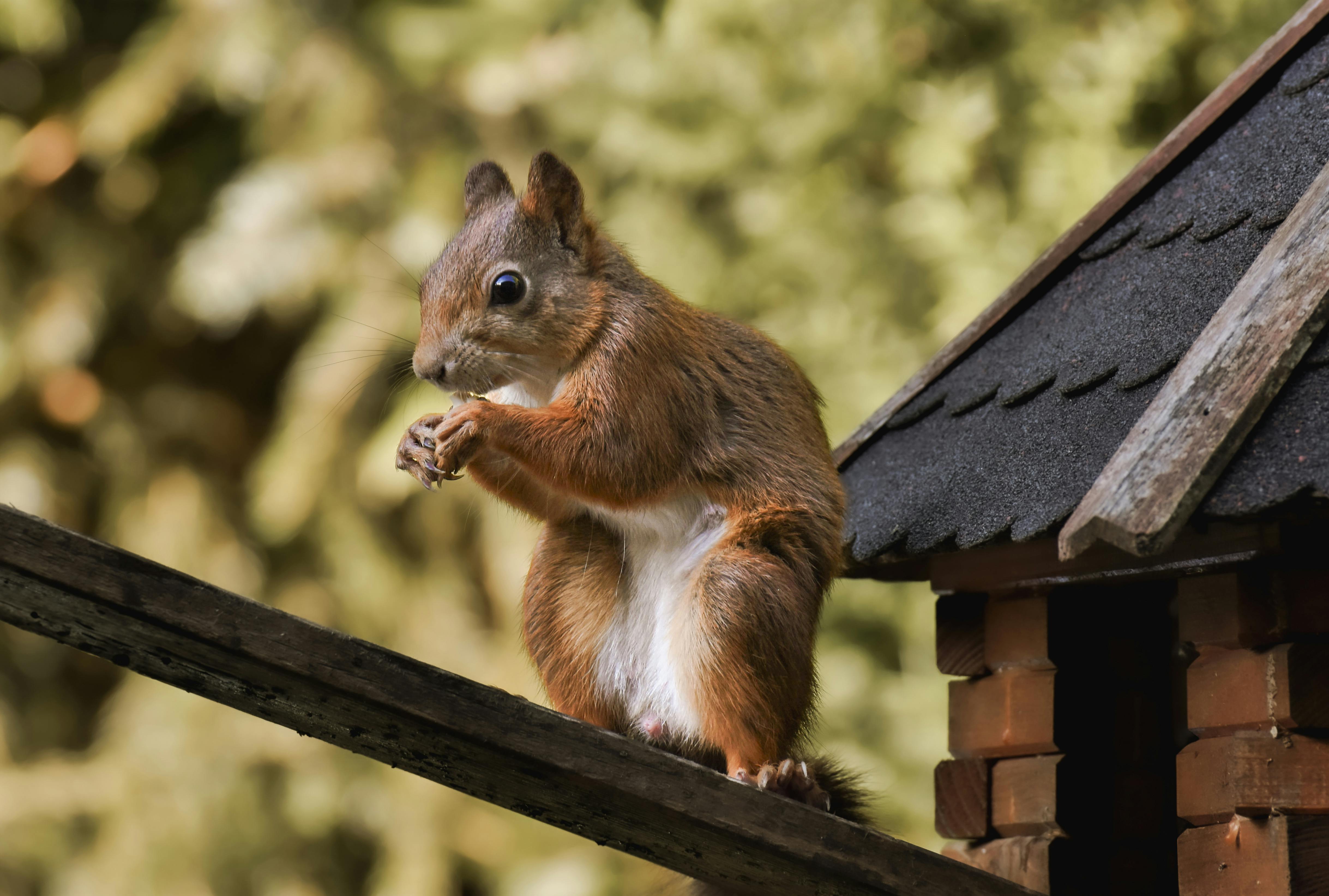 Cheeks Vectorizado Photos, Download The BEST Free Cheeks Vectorizado ...