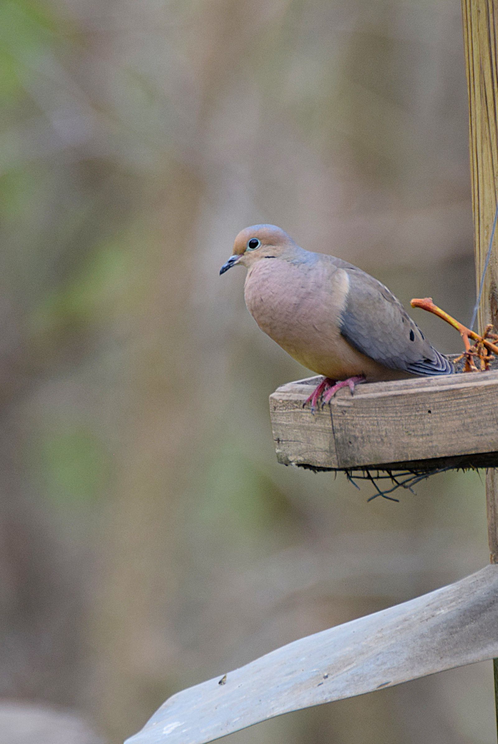 Dove Photos, Download The BEST Free Dove Stock Photos & HD Images