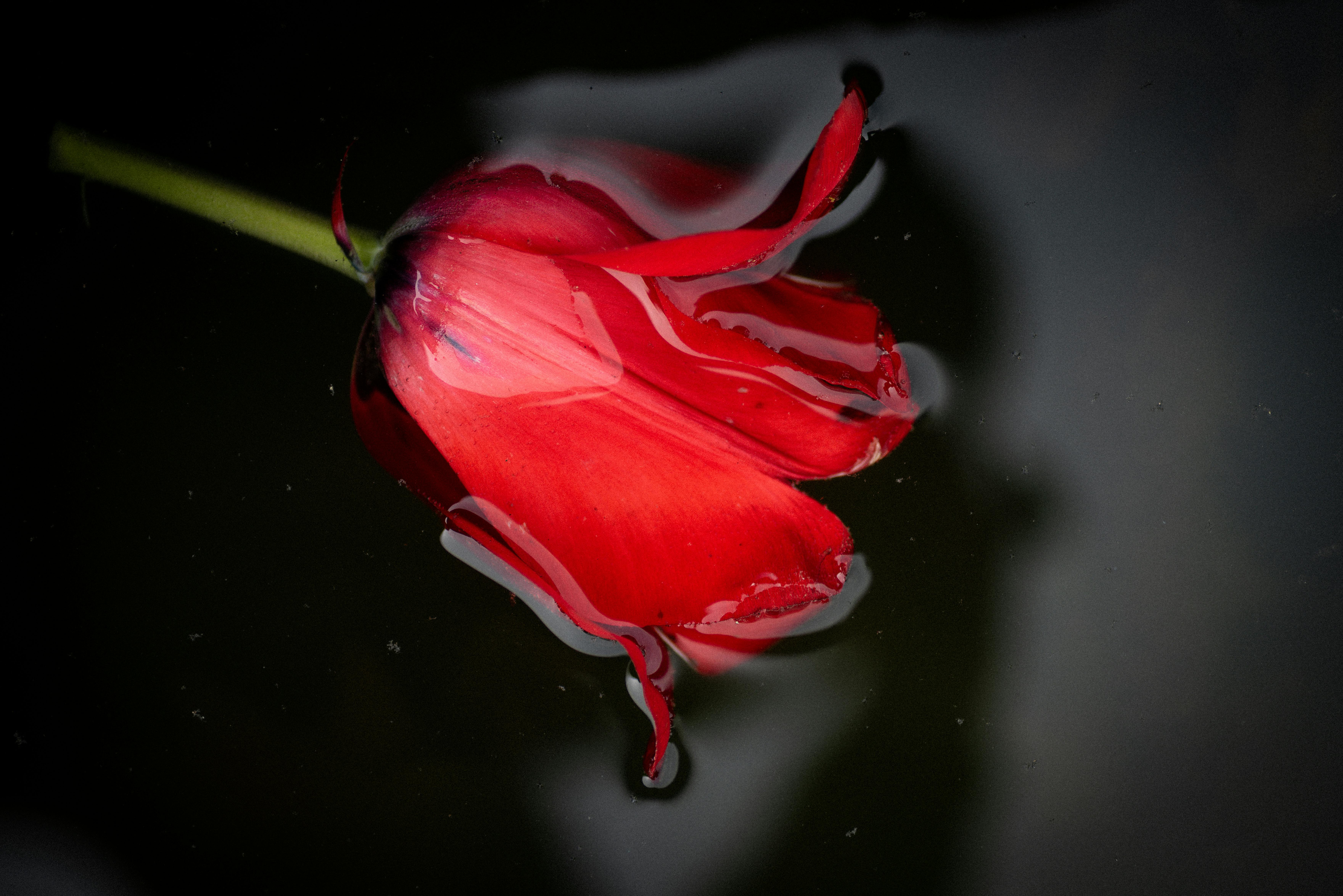 Floating Red Tulip Petal on Water Surface · Free Stock Photo
