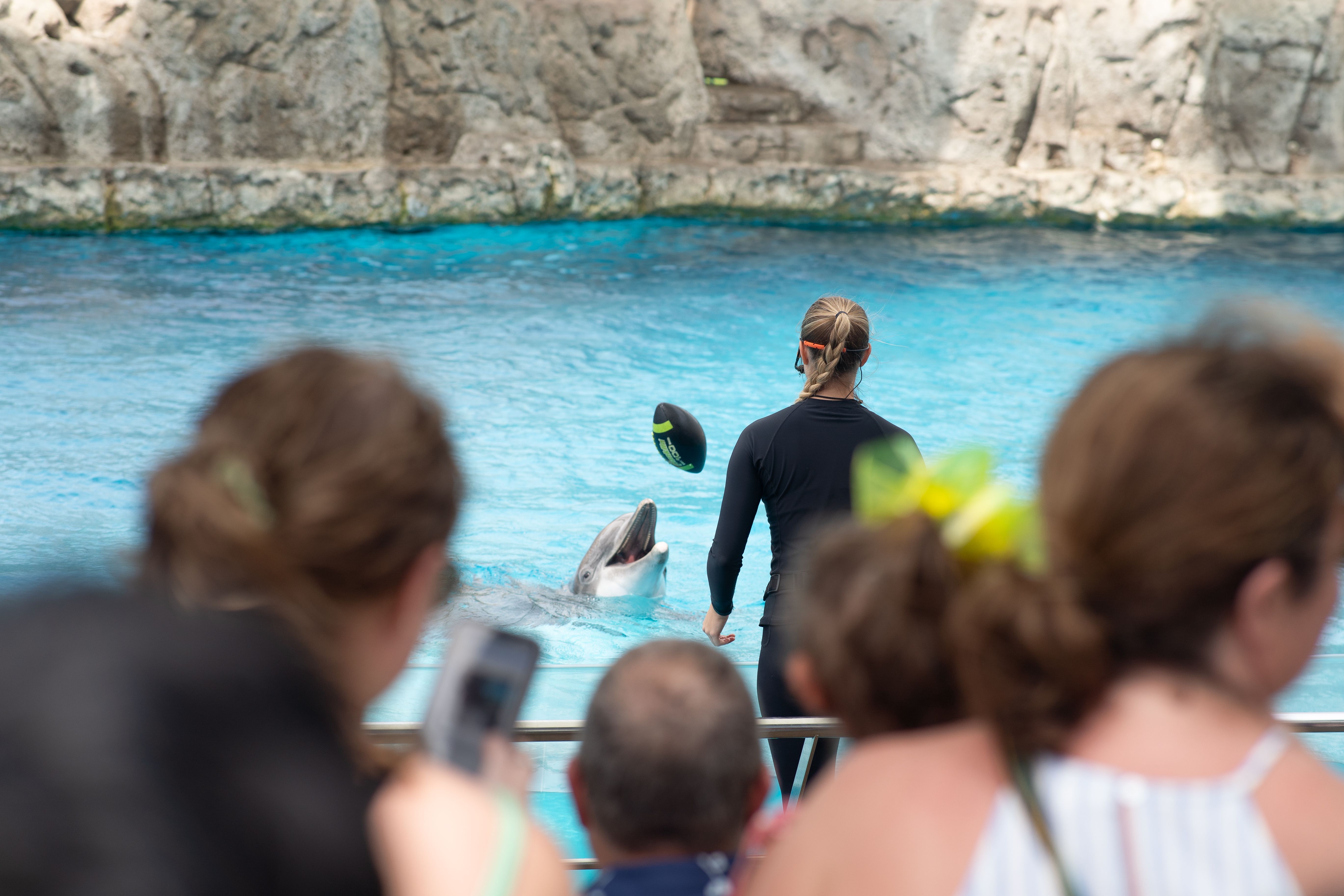 Dolphin Show Performance at Corpus Christi Aquarium · Free Stock Photo