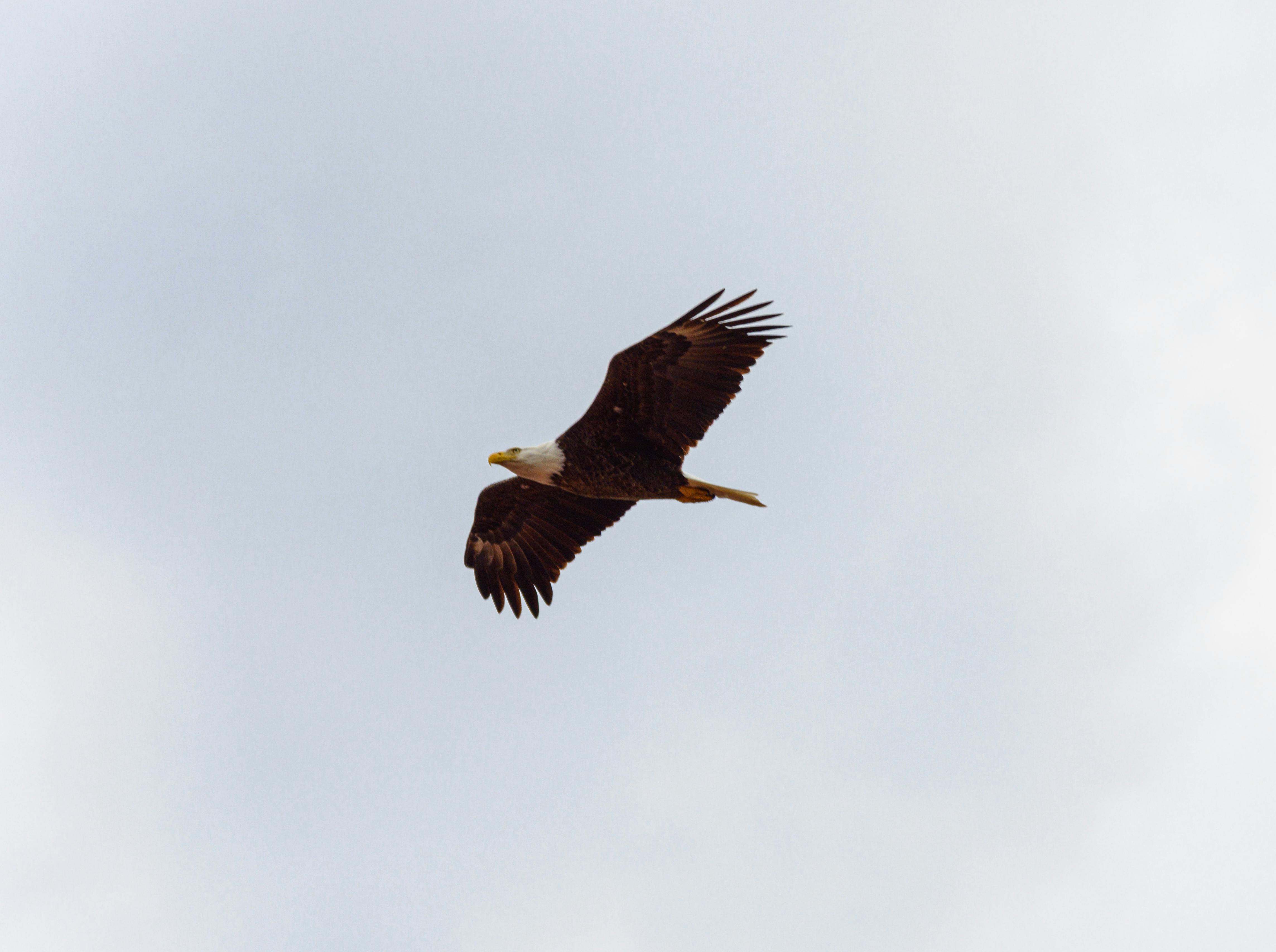 Majestic Bald Eagle Soaring Across Open Sky · Free Stock Photo