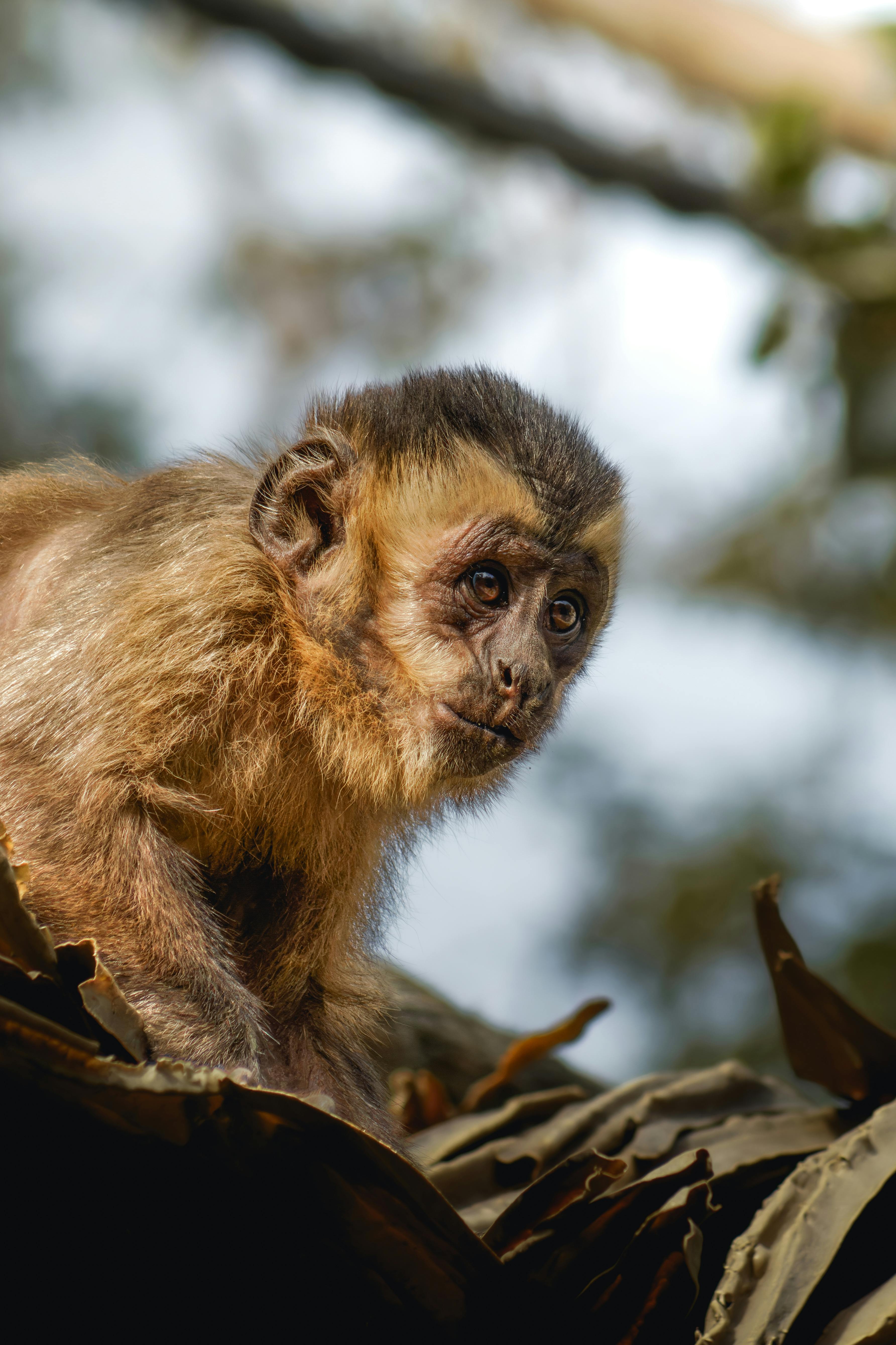 Adorable Capuchin Monkey in Buin, Chile · Free Stock Photo