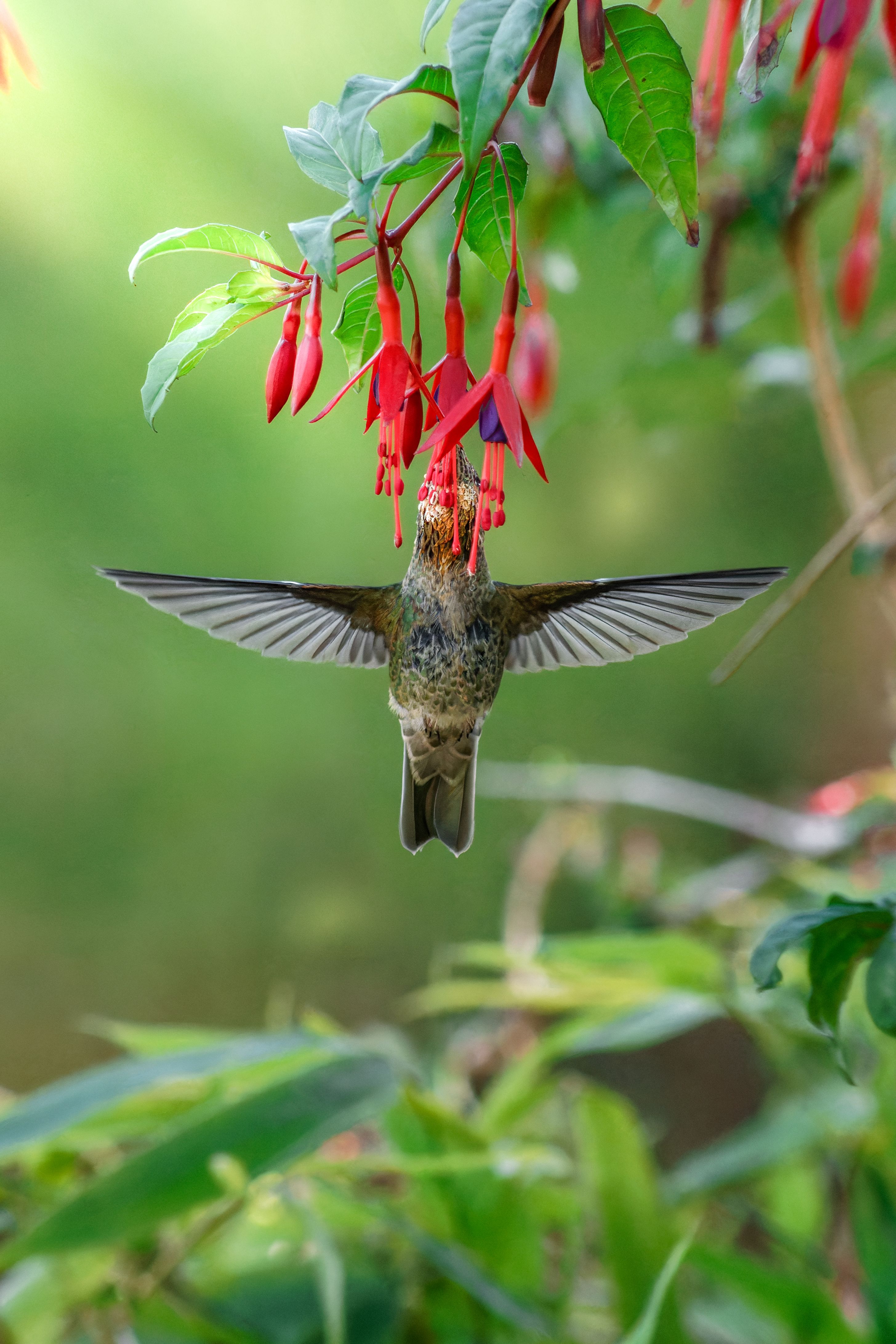 Anna's Hummingbird Feeding on Fuchsias · Free Stock Photo