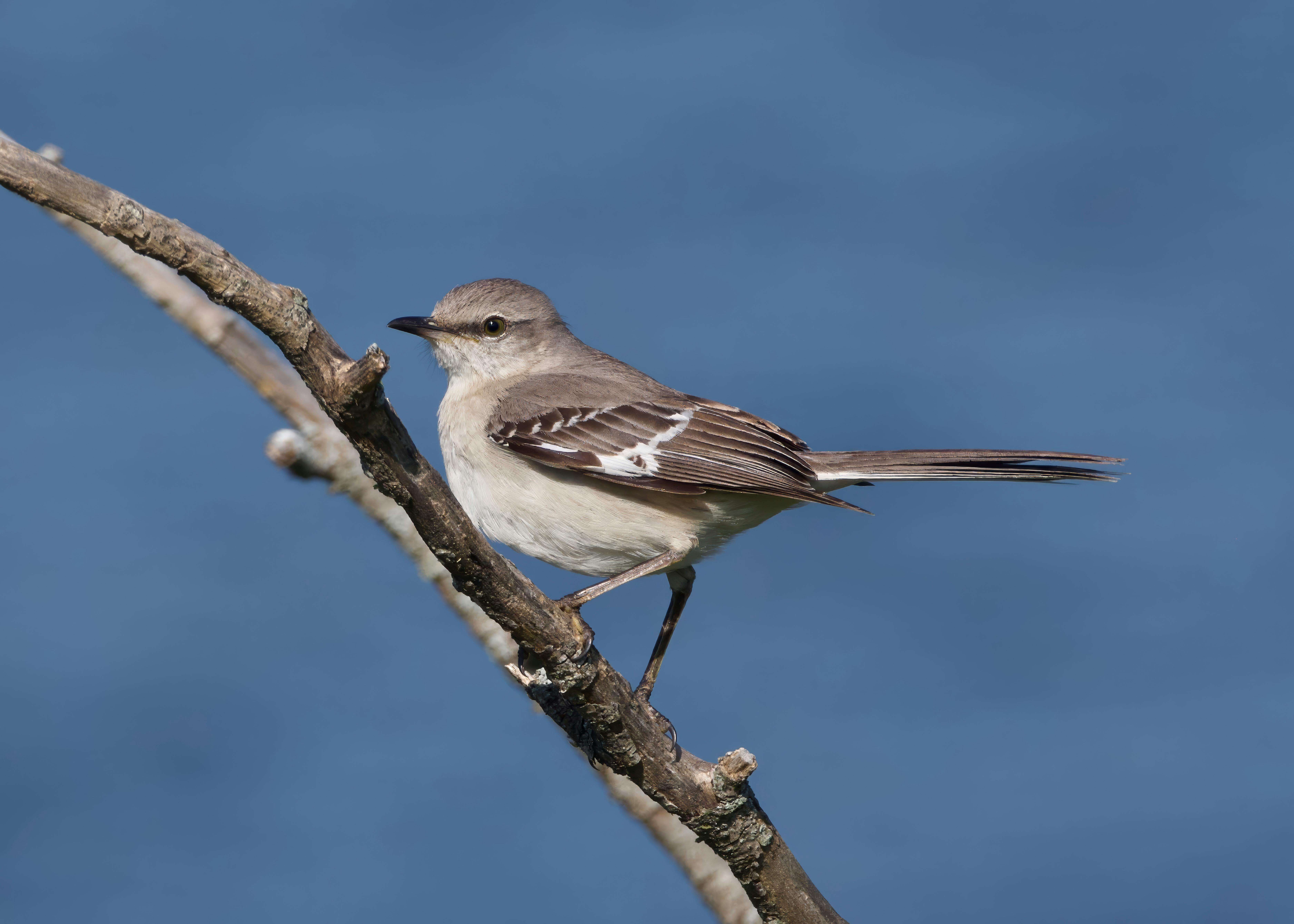 Northern Mockingbird on Branch with Blue Sky Background · Free Stock Photo