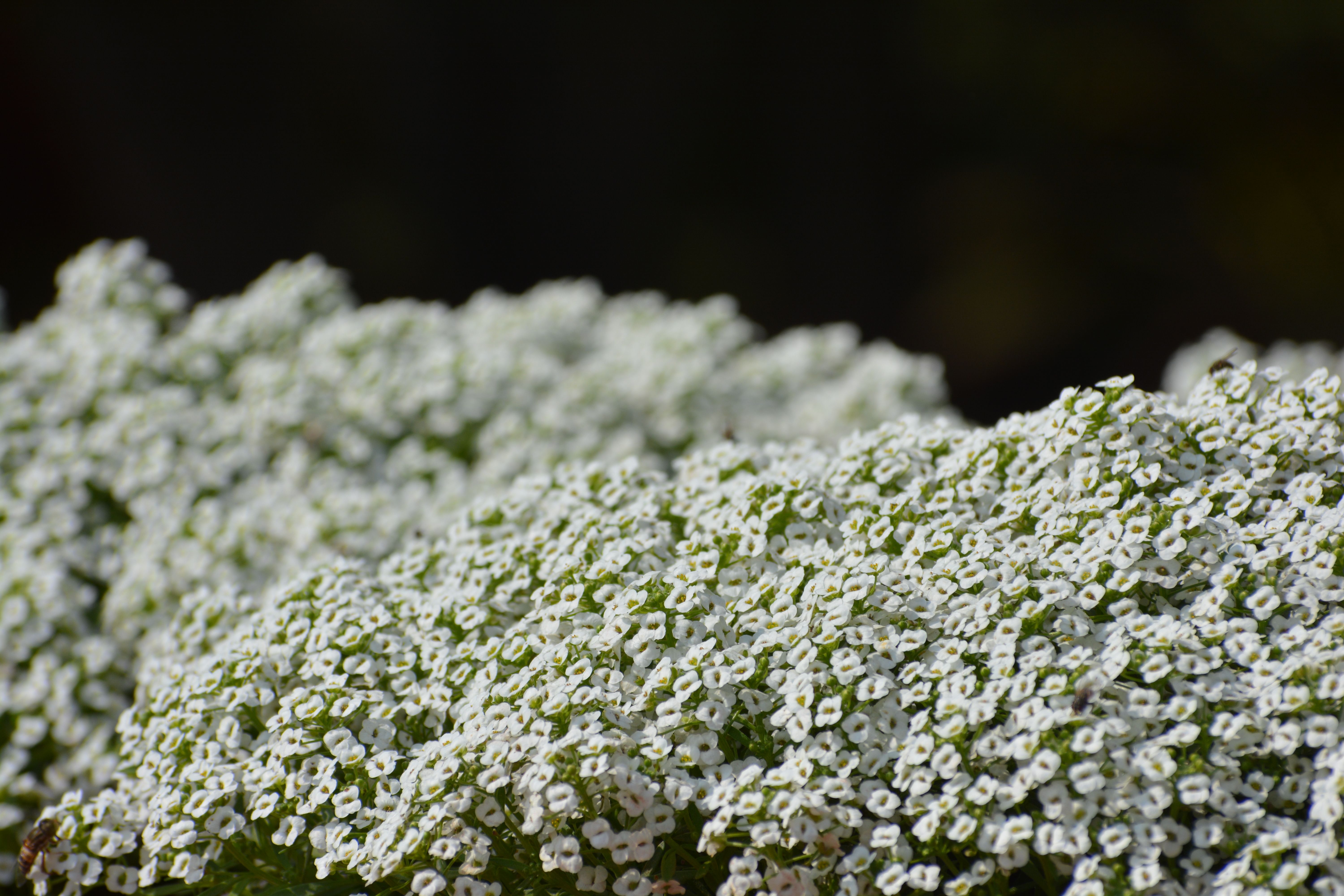 White Alyssum Flowers in Bloom, New Delhi · Free Stock Photo