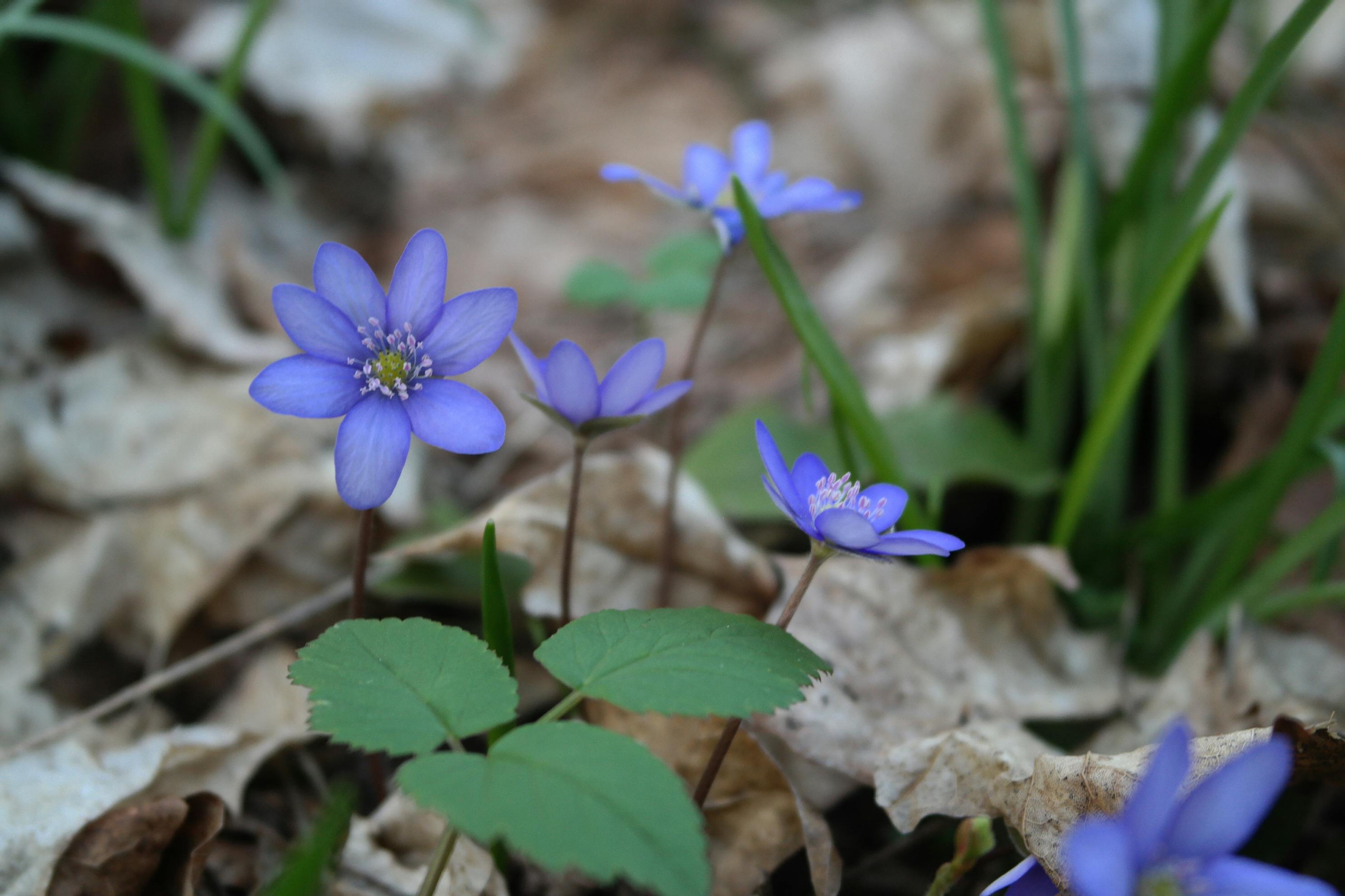Close-up of Hepatica Flowers in Spring Forest · Free Stock Photo