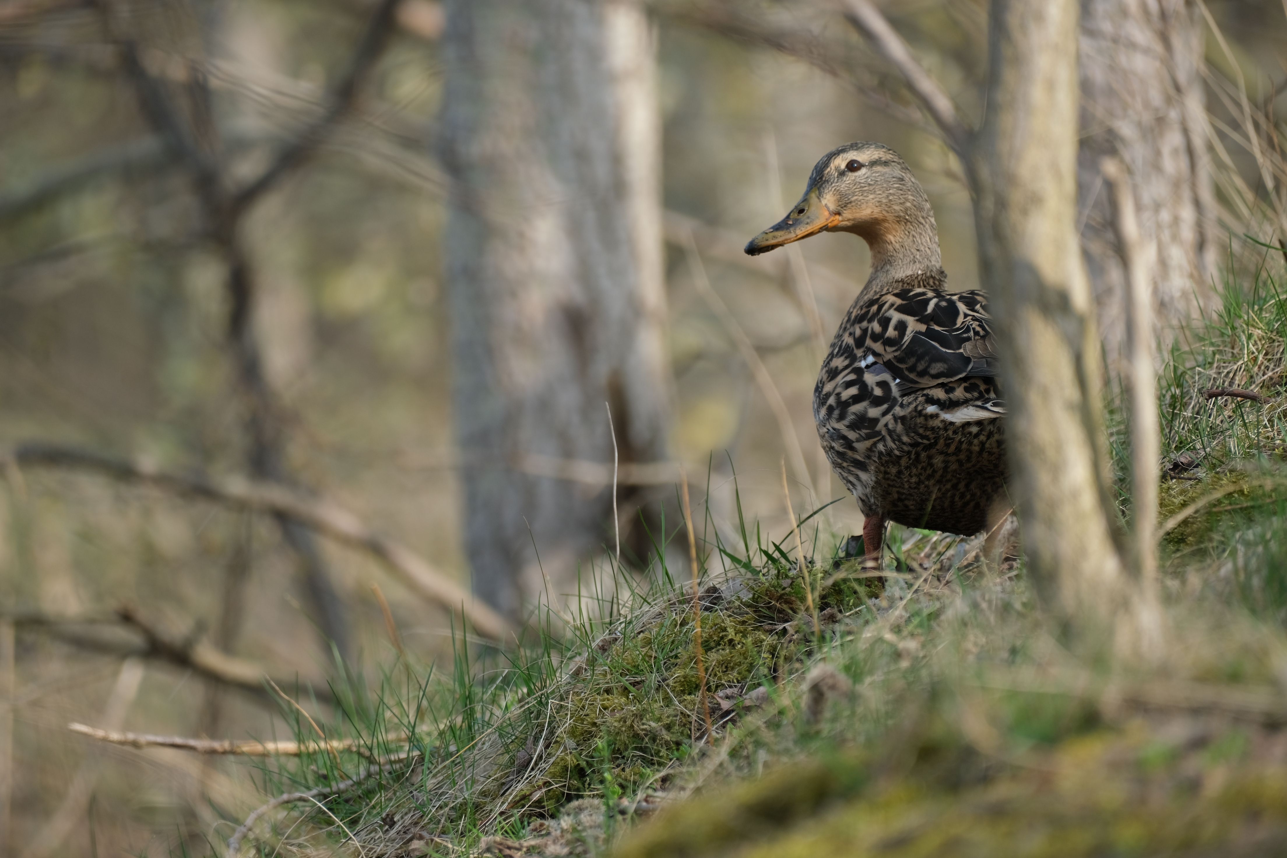 Wild Duck in Natural Woodland Setting · Free Stock Photo