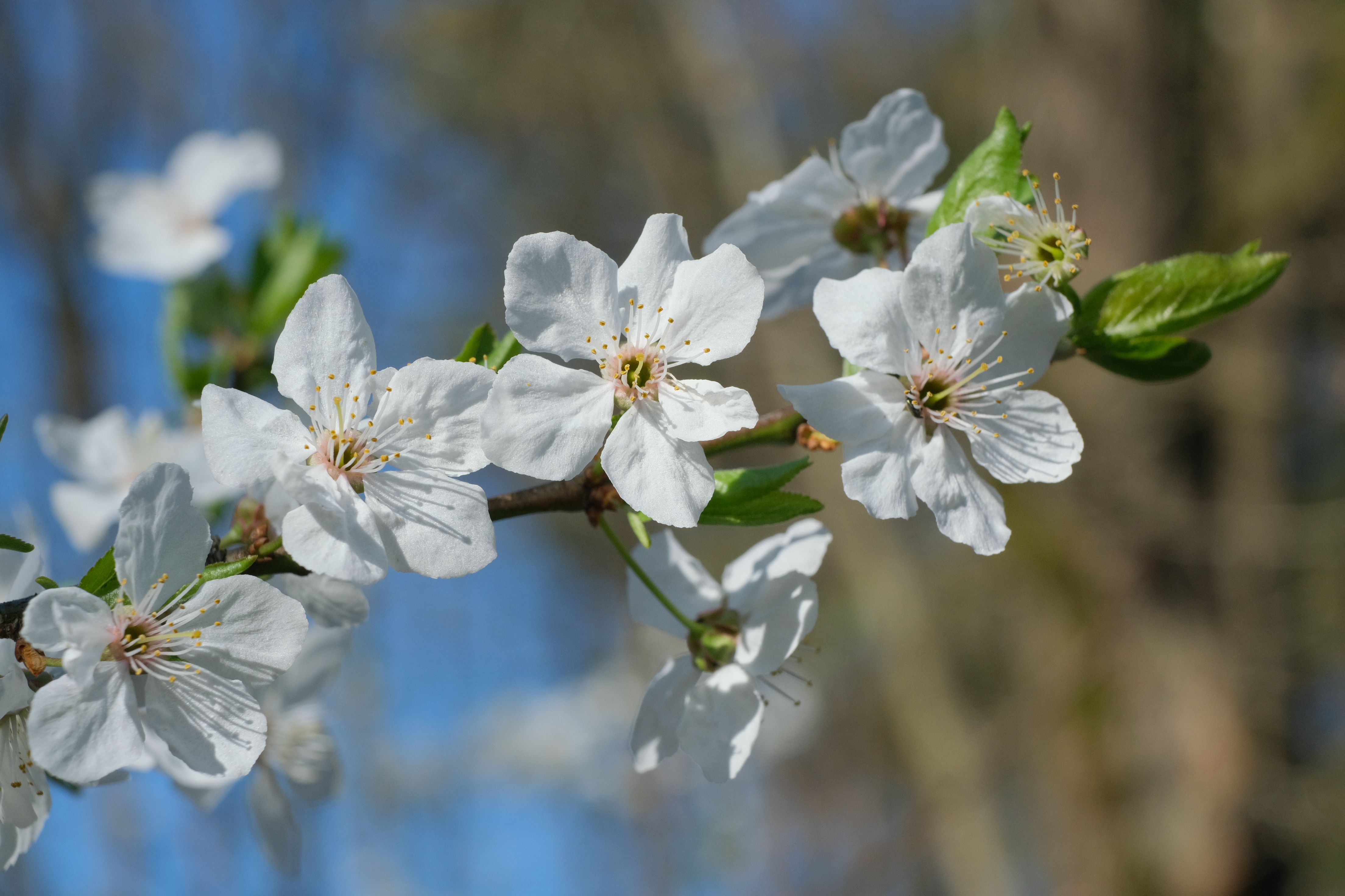Springtime Cherry Blossoms in Full Bloom · Free Stock Photo