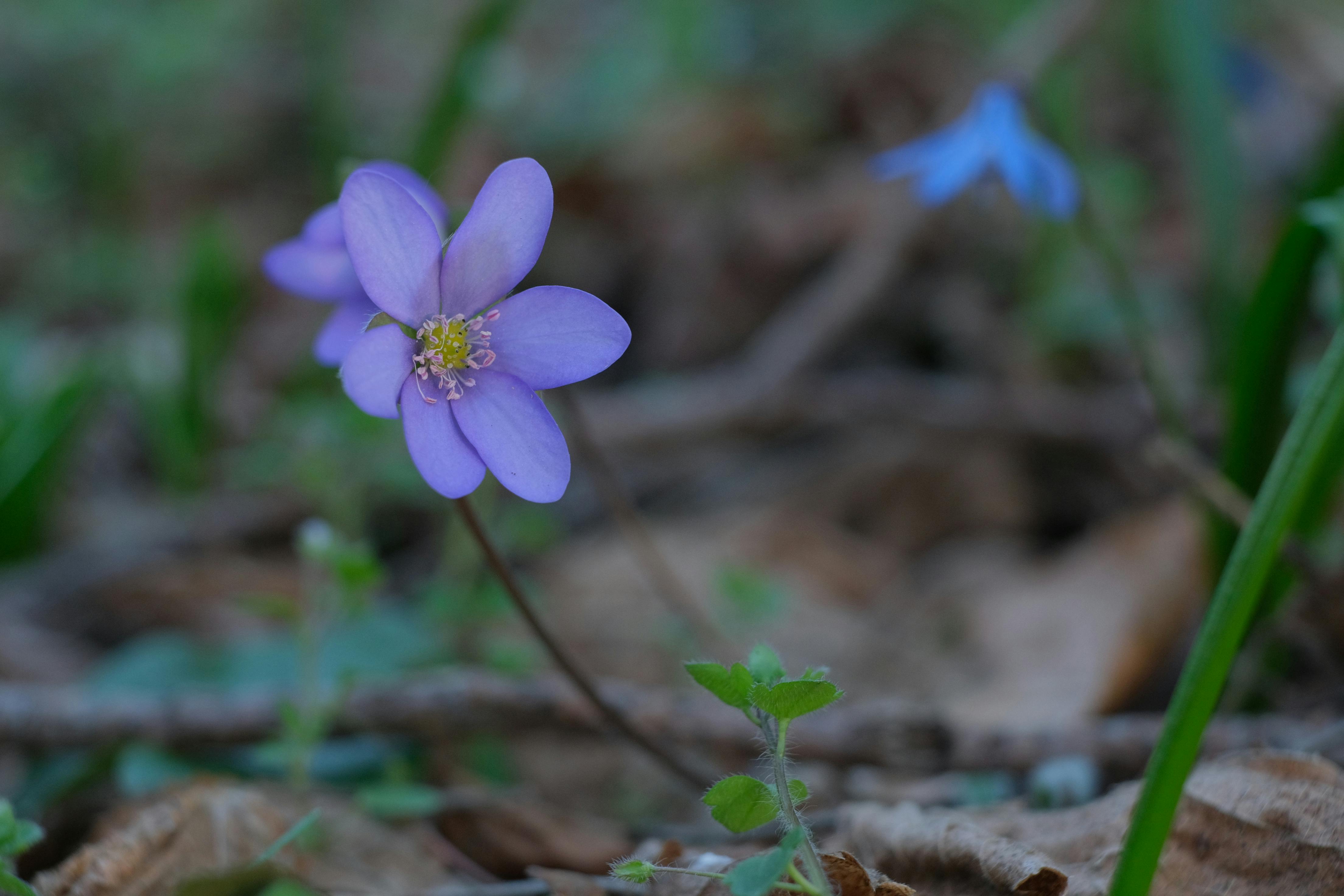 Hepatica Flower Photos, Download The BEST Free Hepatica Flower Stock ...