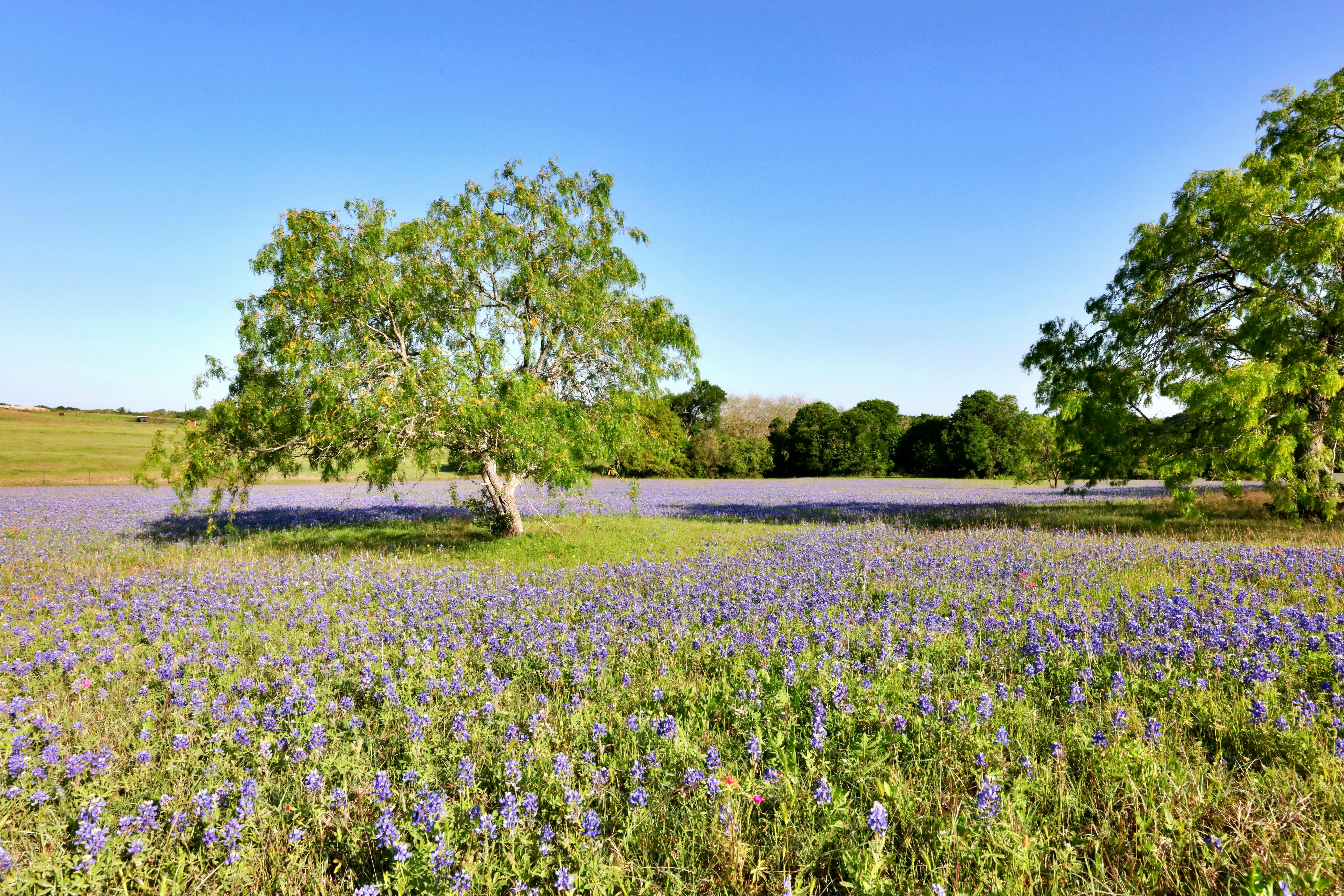 State Flower Of Texas: Discover The Stunning Bluebonnet’s Secrets