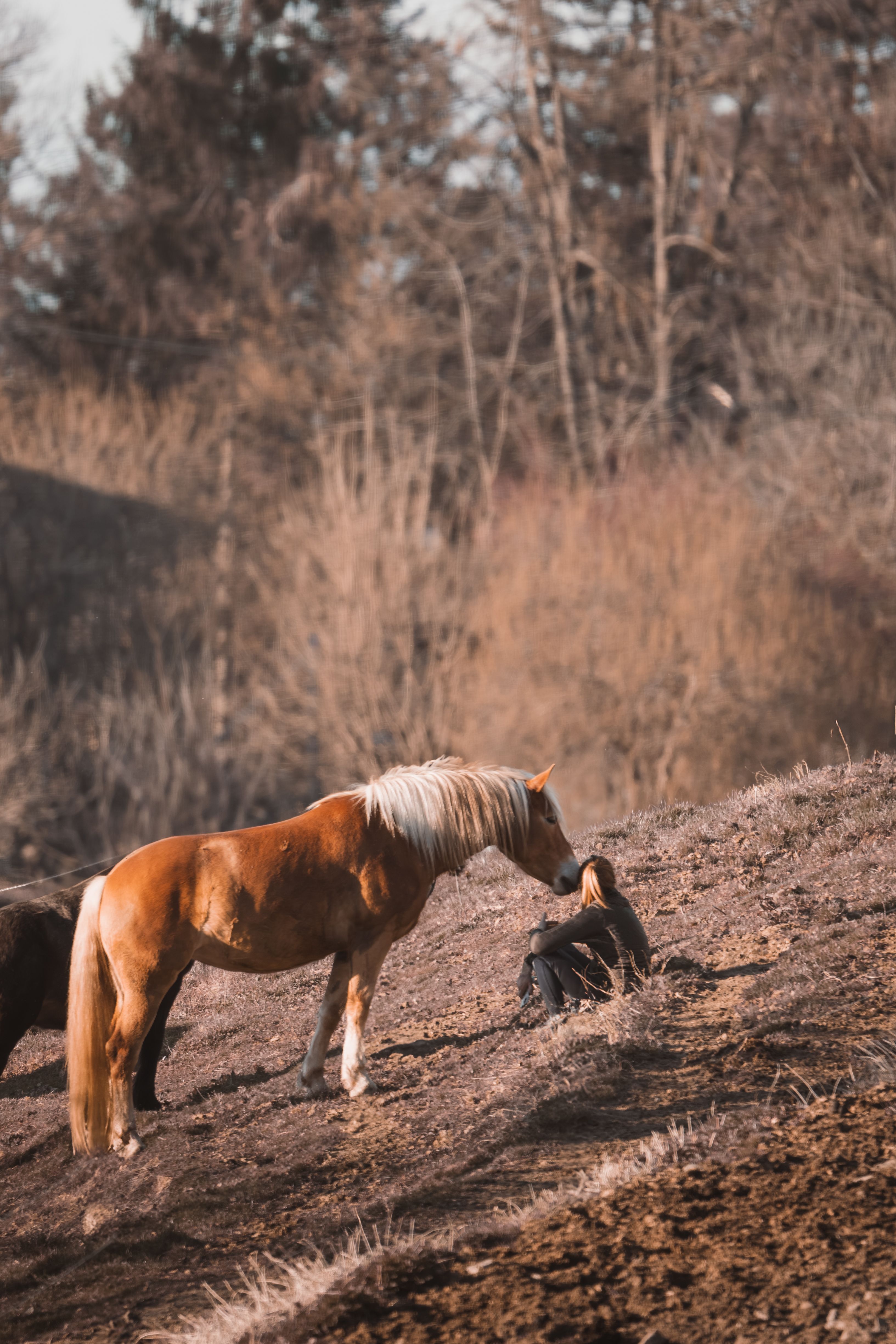 Momento De Paz Con Un Caballo En Una Ladera Rústica · Foto de stock ...