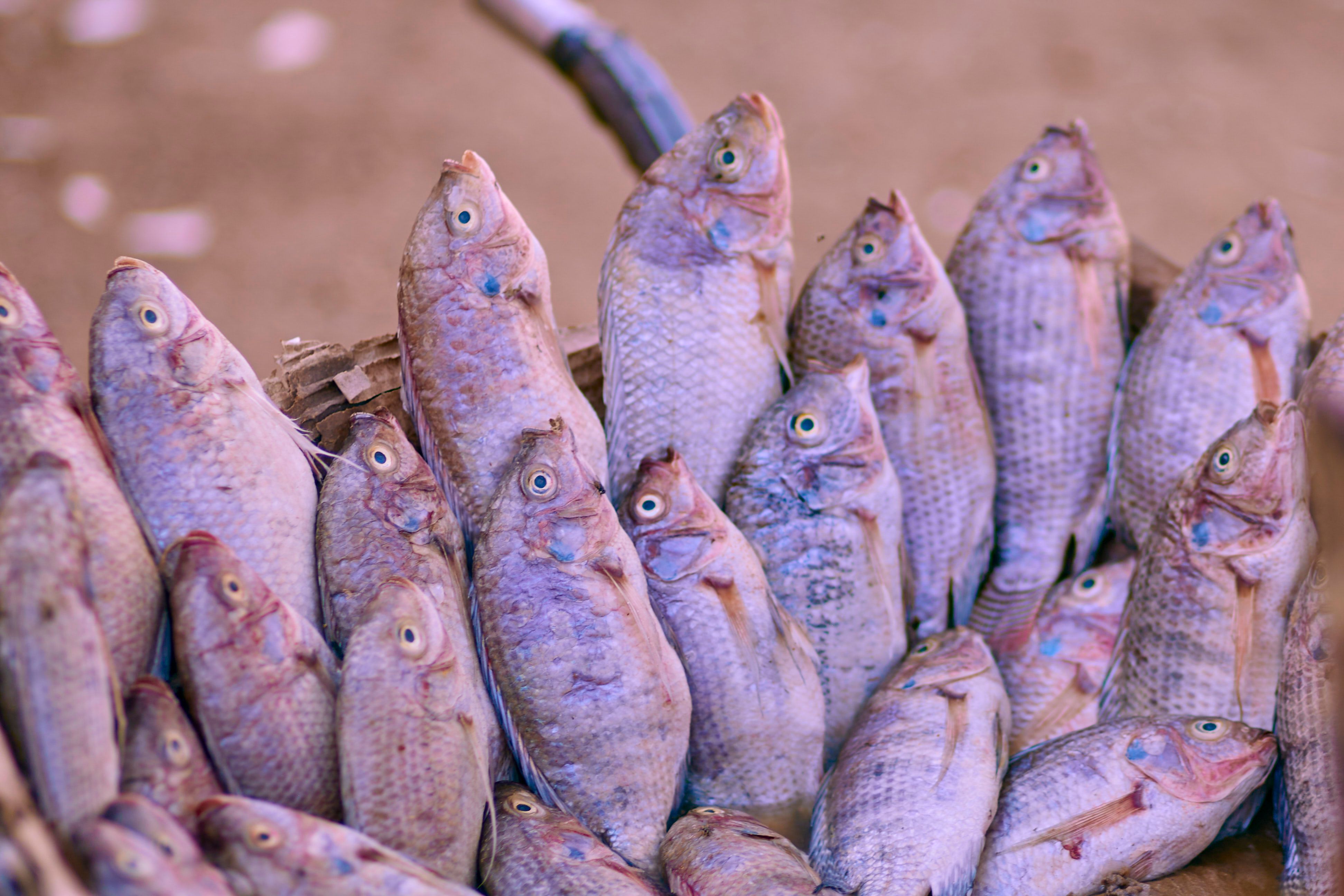 Close-up of Fresh Tilapia Fish in a Basket · Free Stock Photo