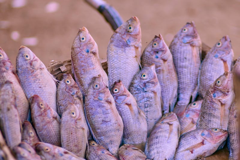 Tilapia Fish Photos, Download The BEST Free Tilapia Fish Stock Photos ...