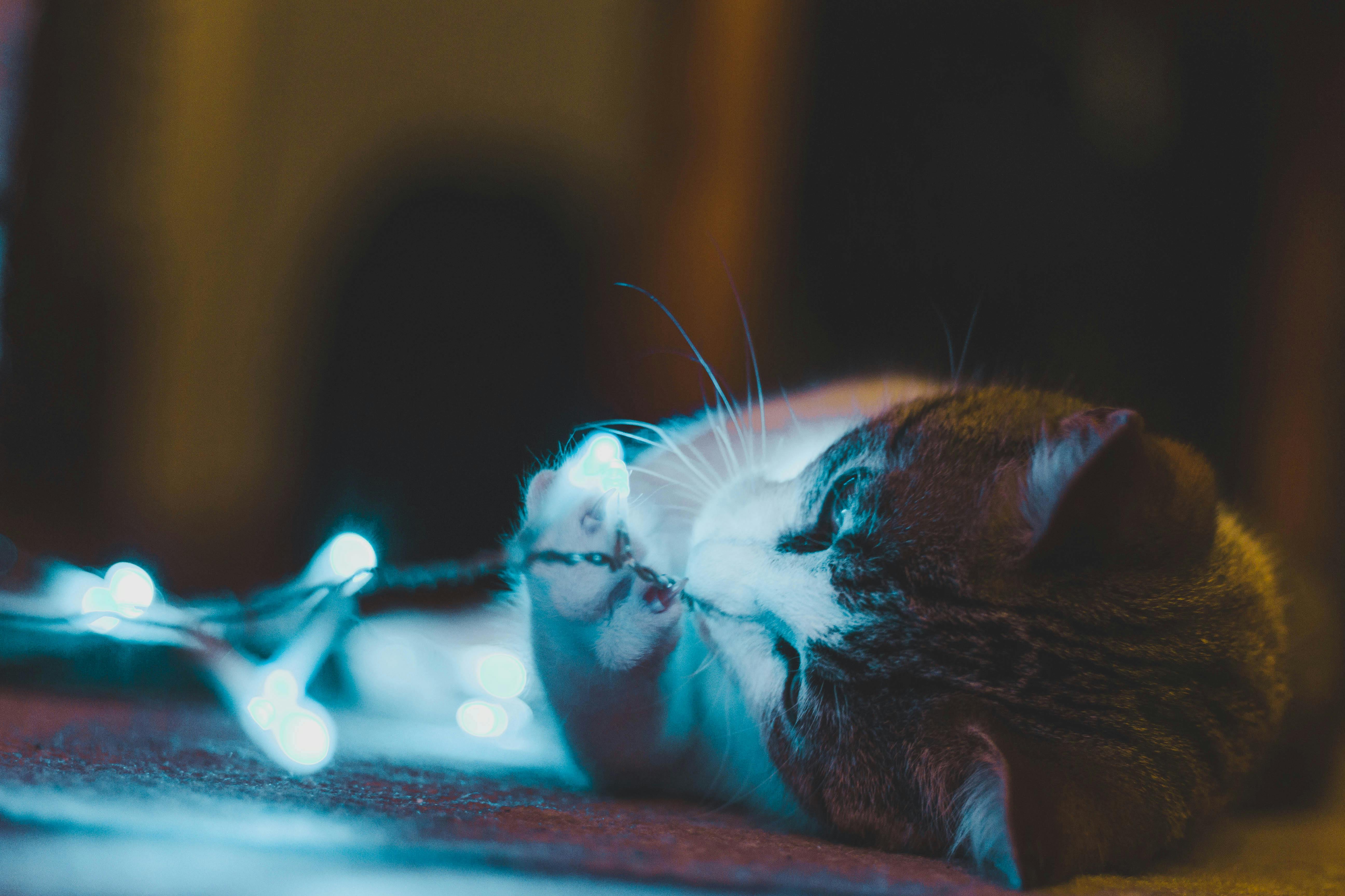 Photo Of Cat Playing With String Lights · Free Stock Photo