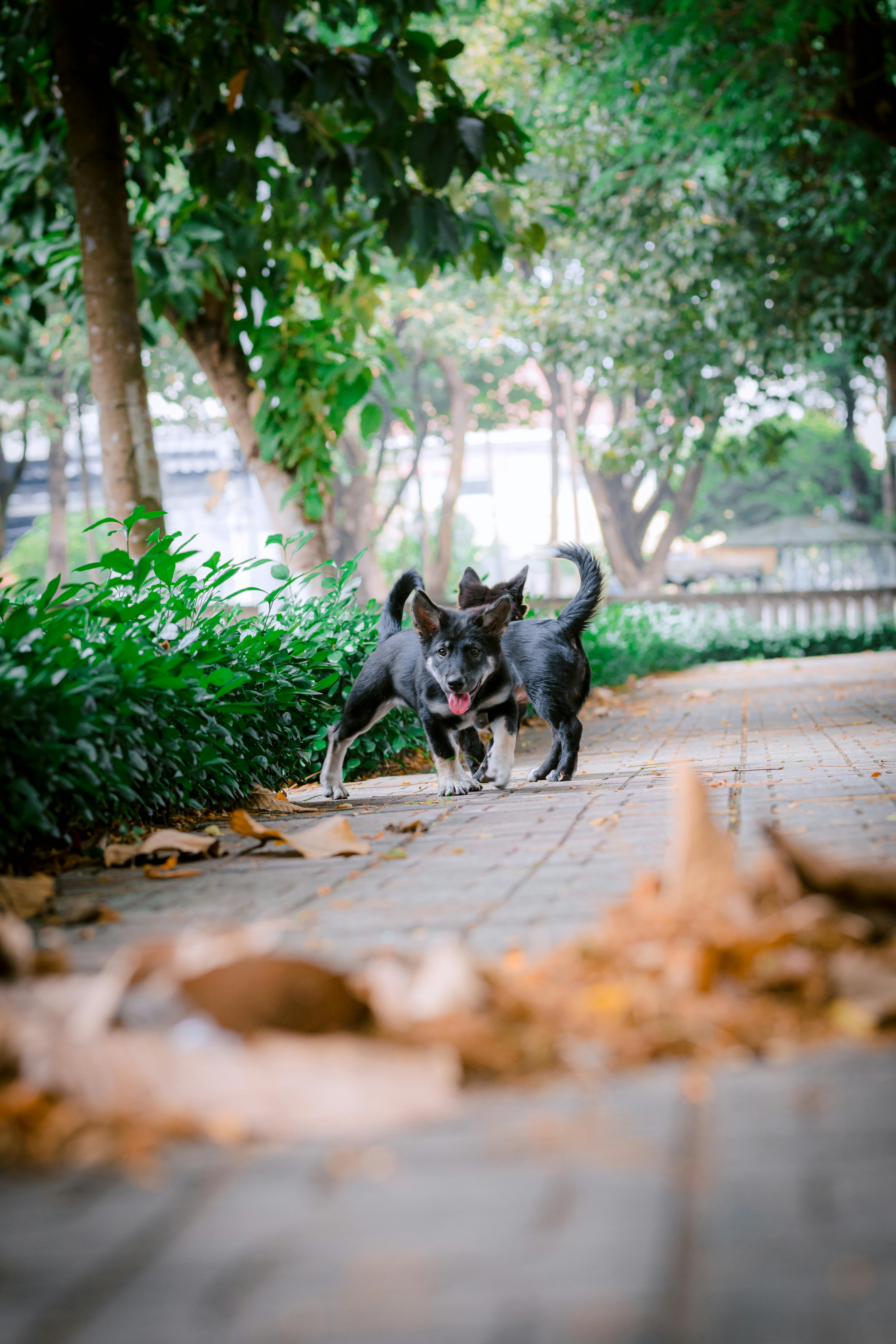 Two Playful Dogs on a Leaf-Covered Pathway · Free Stock Photo