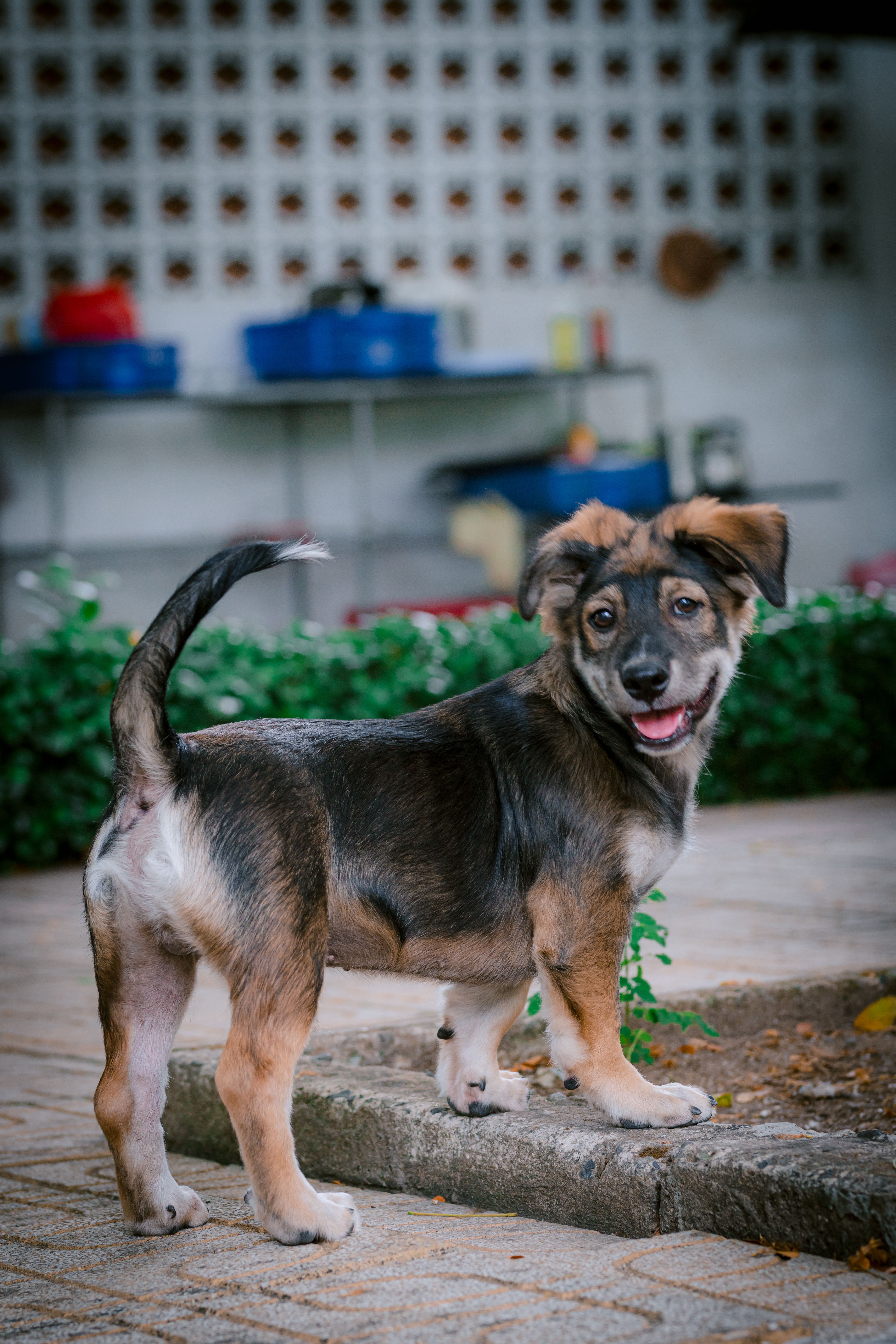 Adorable Puppy Standing Outside in Garden Setting · Free Stock Photo