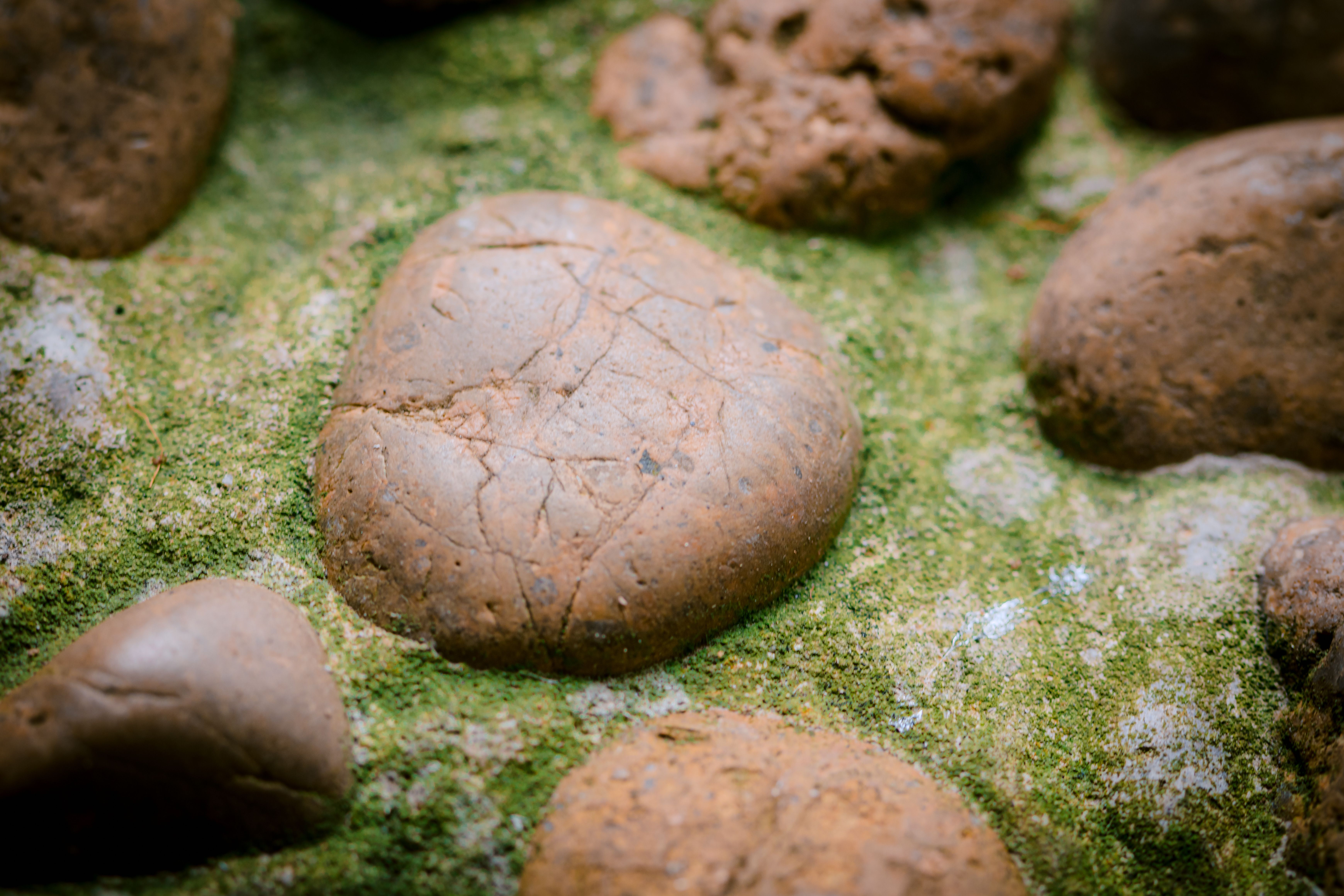 Close-up of River Stones with Moss Detail · Free Stock Photo