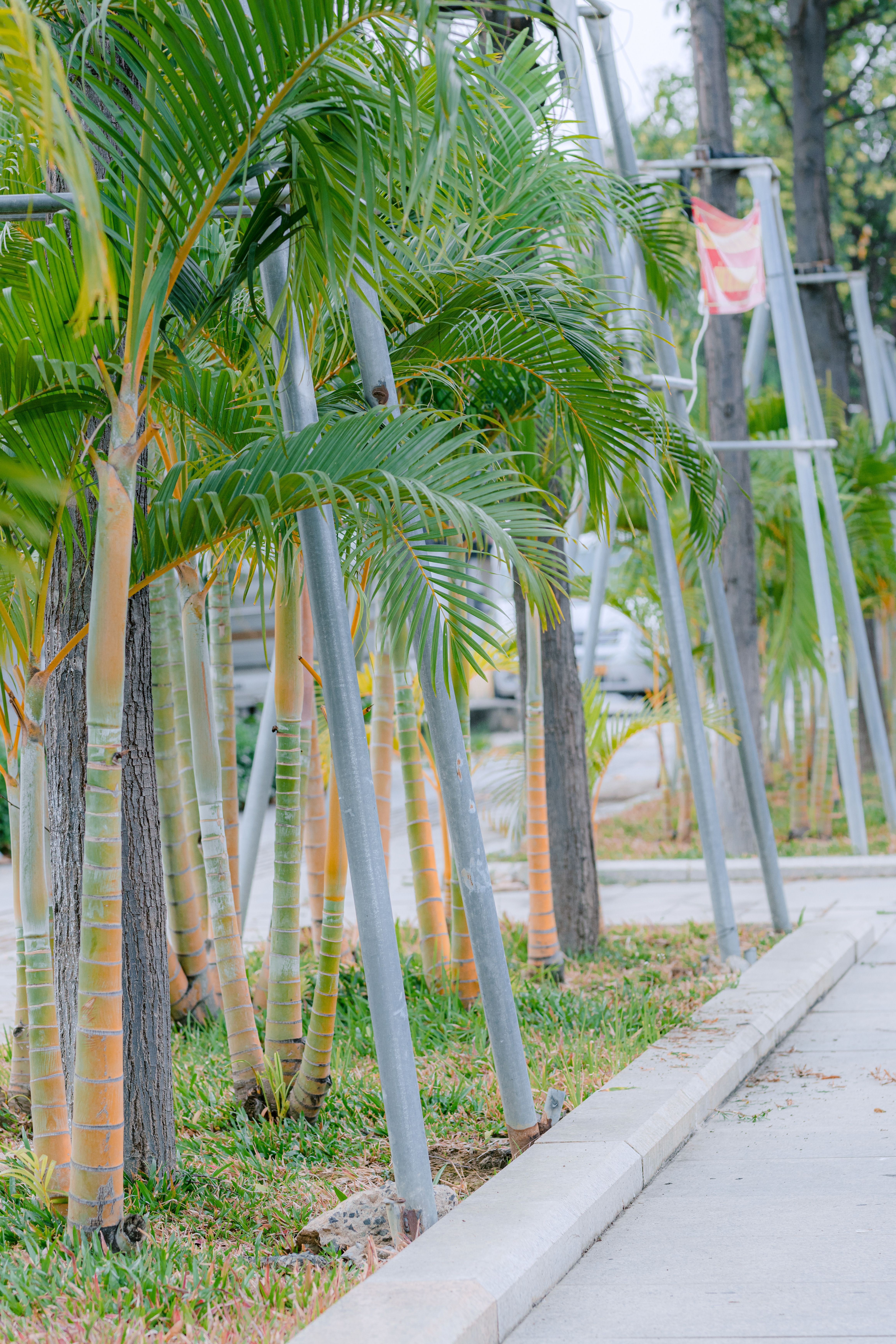 Palm Trees Lined Along Urban Sidewalk · Free Stock Photo