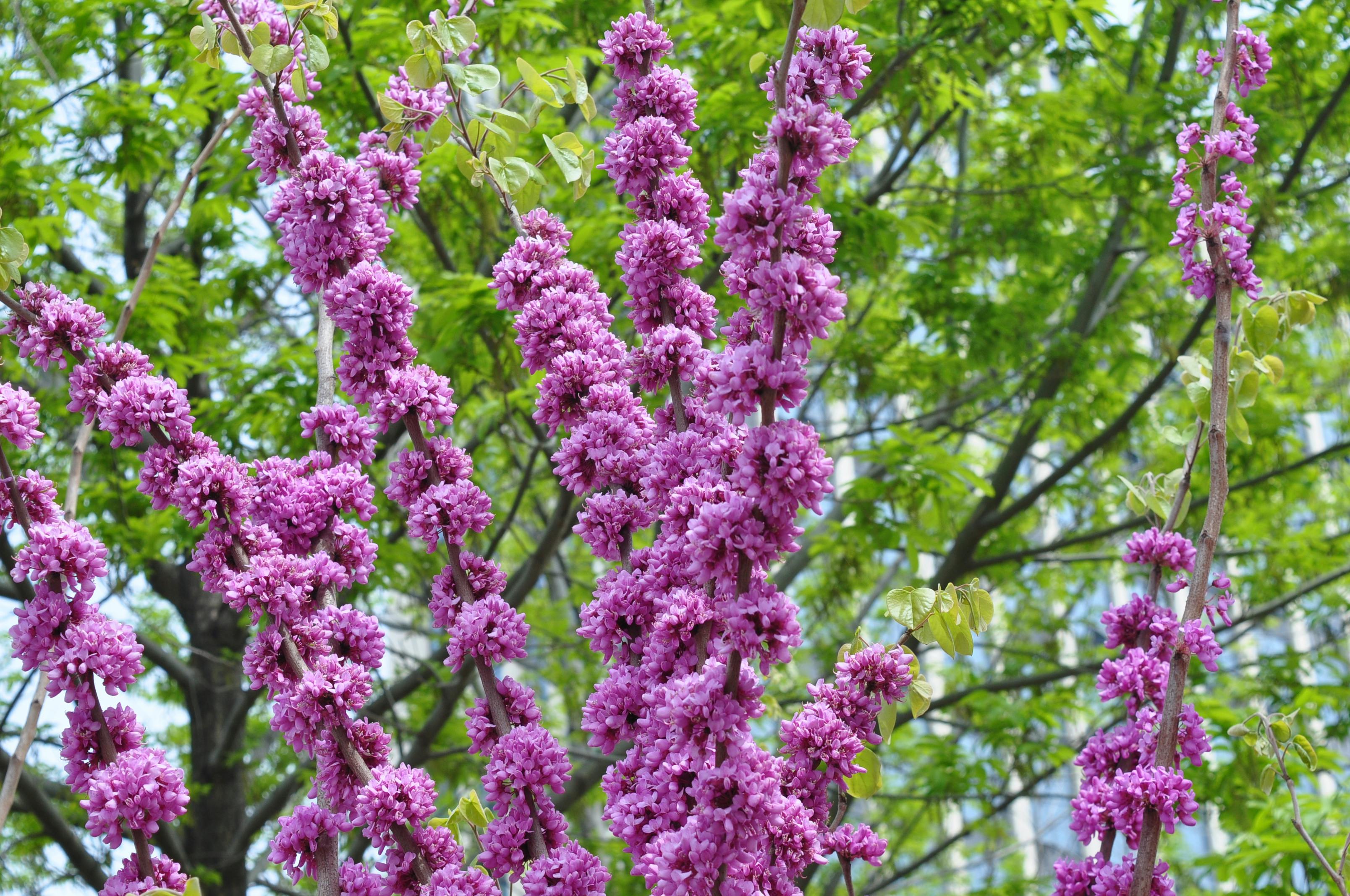 Vibrant Pink Blossoms of the Eastern Redbud Tree · Free Stock Photo