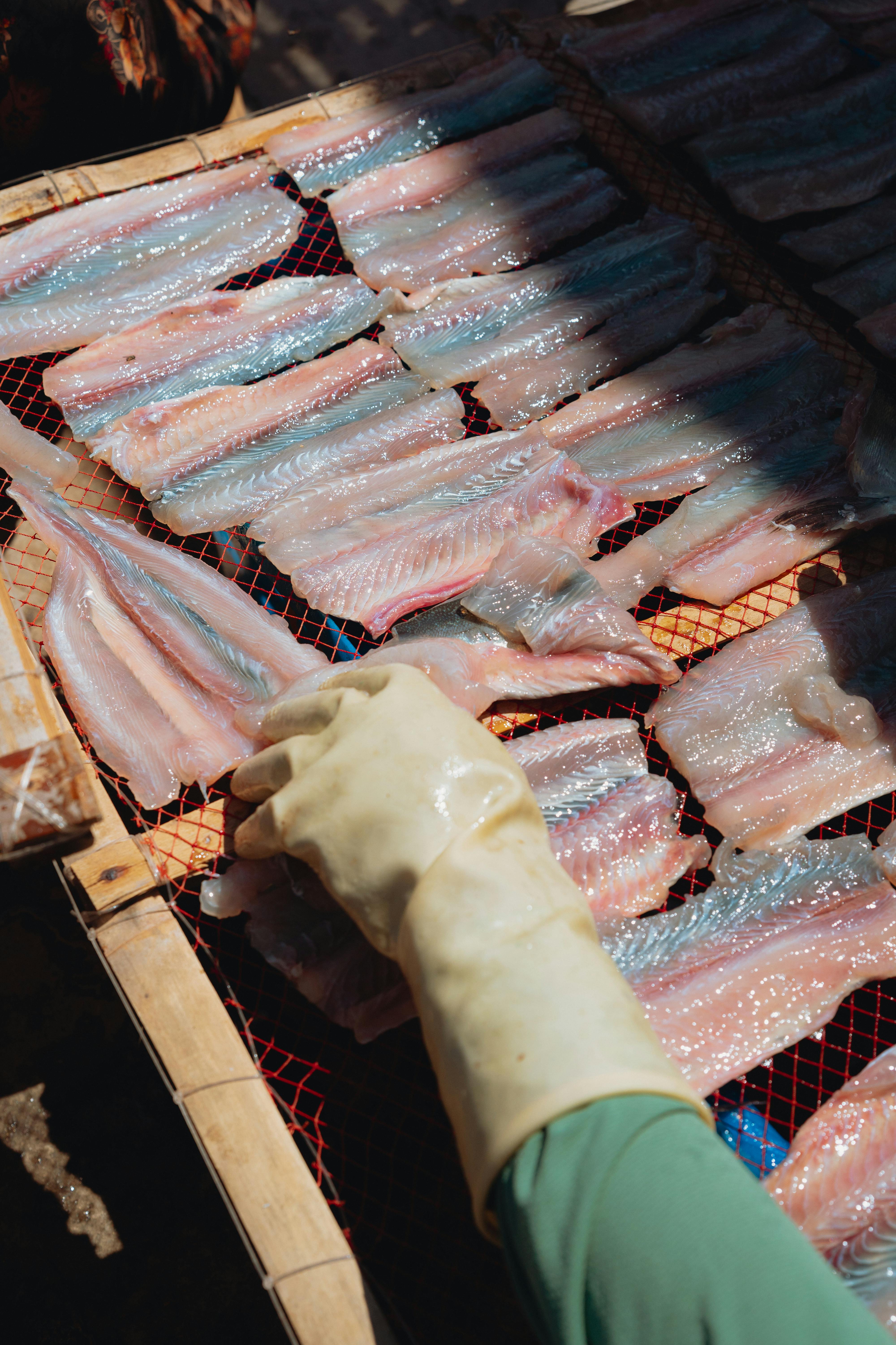 Fresh Fish Fillets Sun-drying in Vietnam · Free Stock Photo