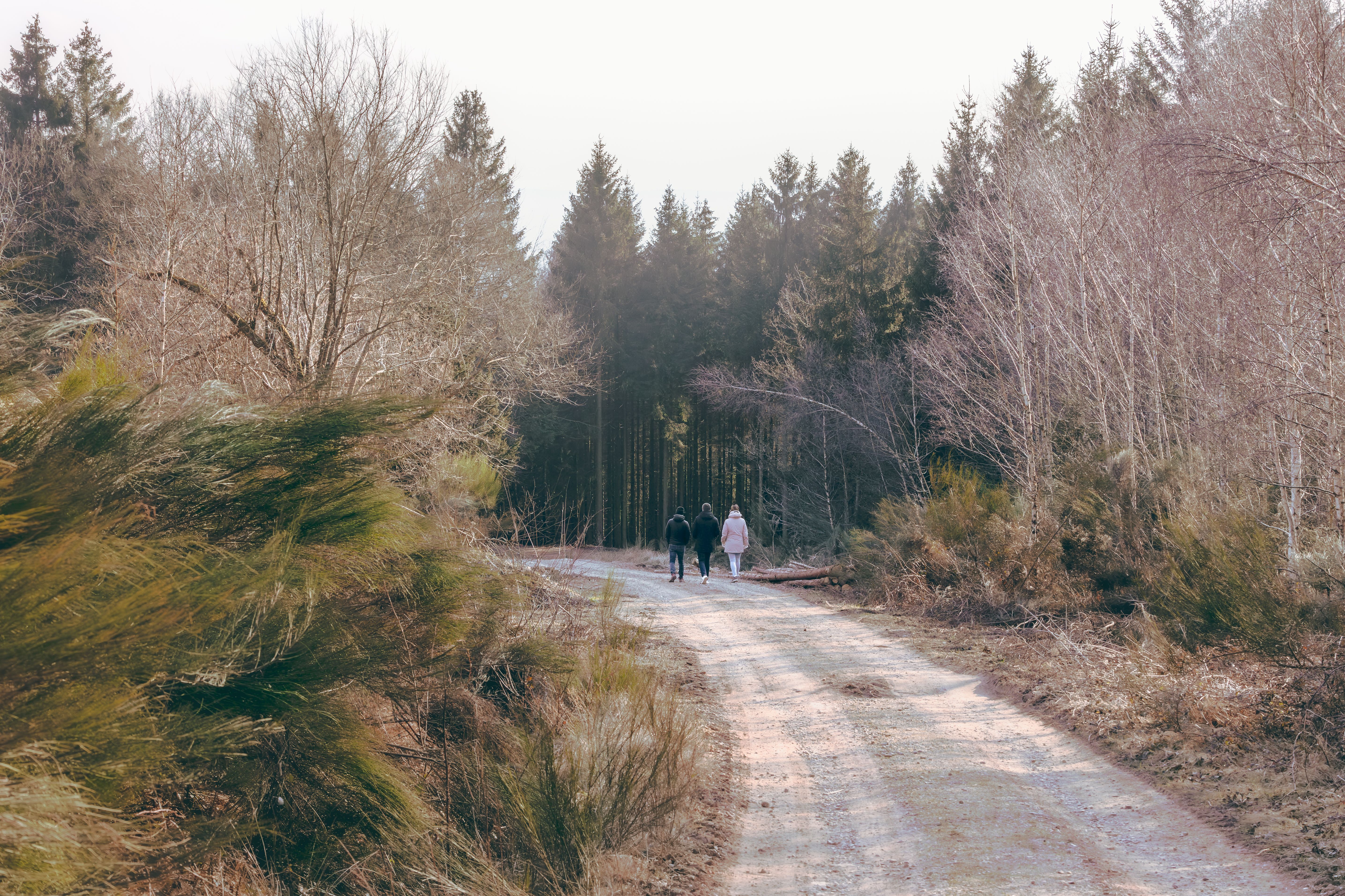 Winter Hiking Path in Stoumont, Belgium · Free Stock Photo