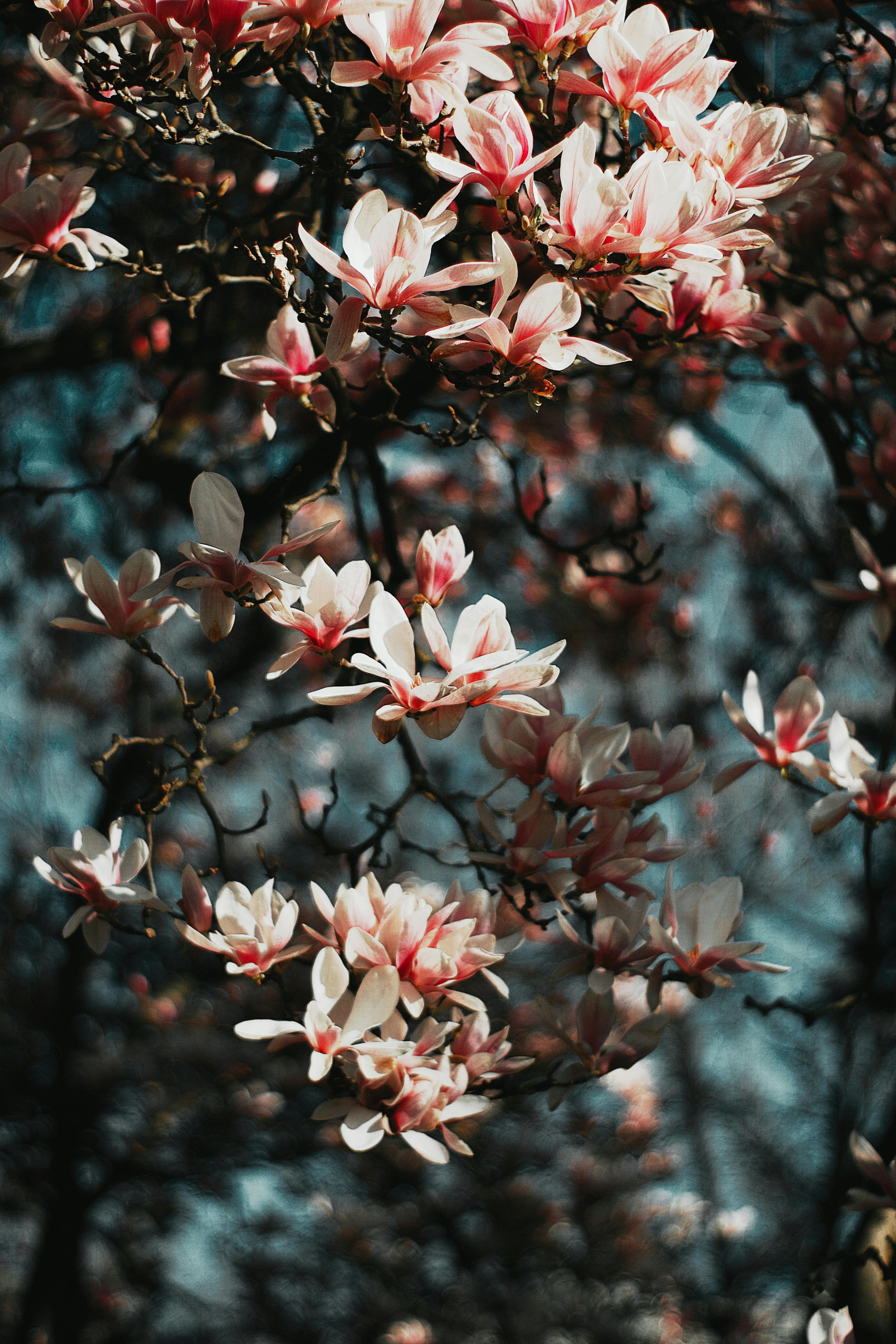 Kert Photos, Download The BEST Free Kert Stock Photos & HD Images