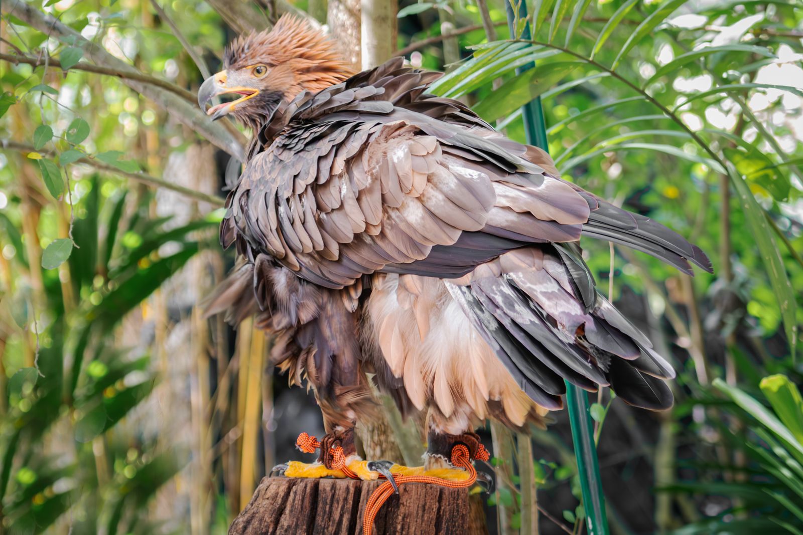 Philippine Eagle Photos, Download The BEST Free Philippine Eagle Stock ...