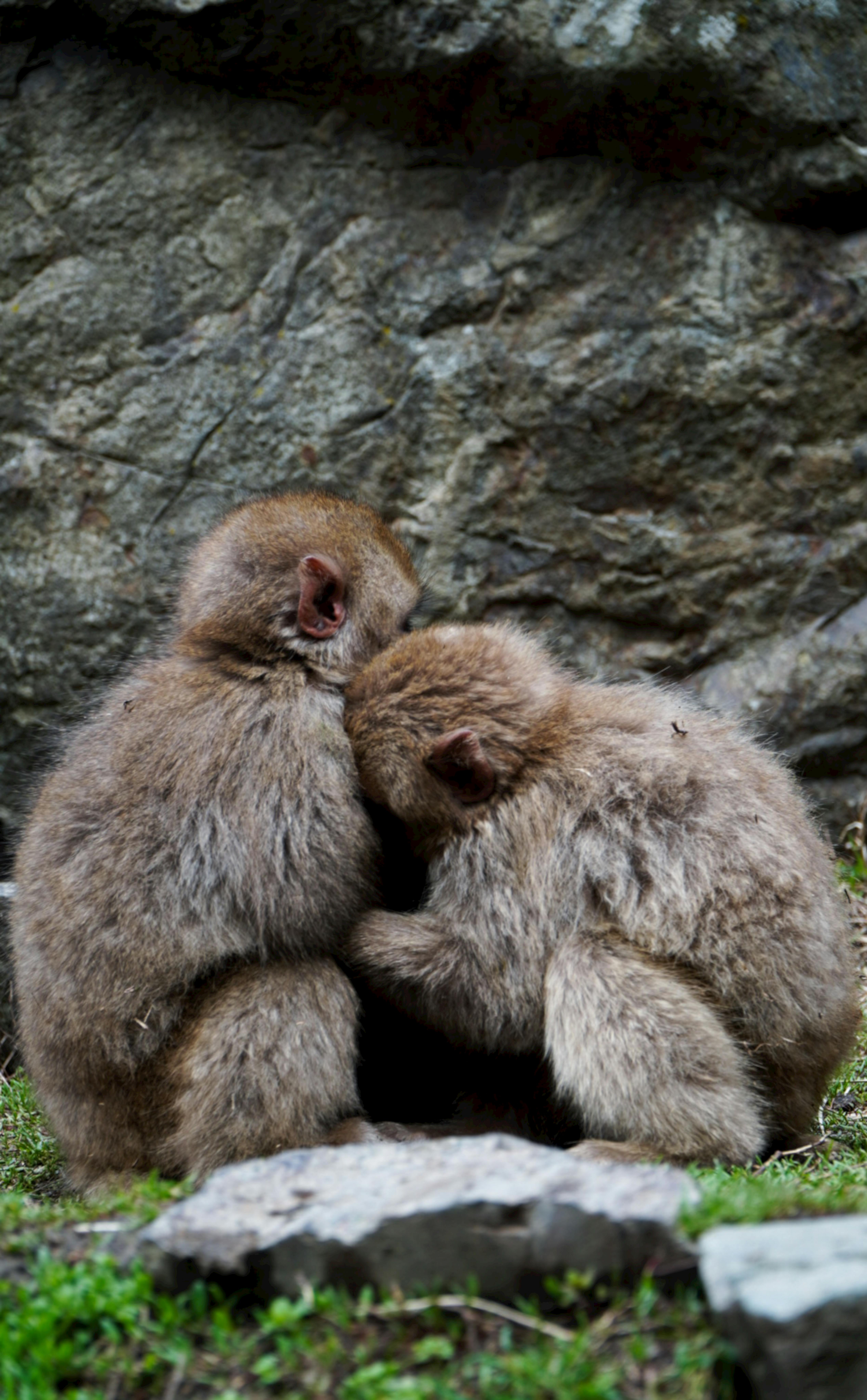 Adorable Young Monkeys Hugging on Rocky Terrain · Free Stock Photo