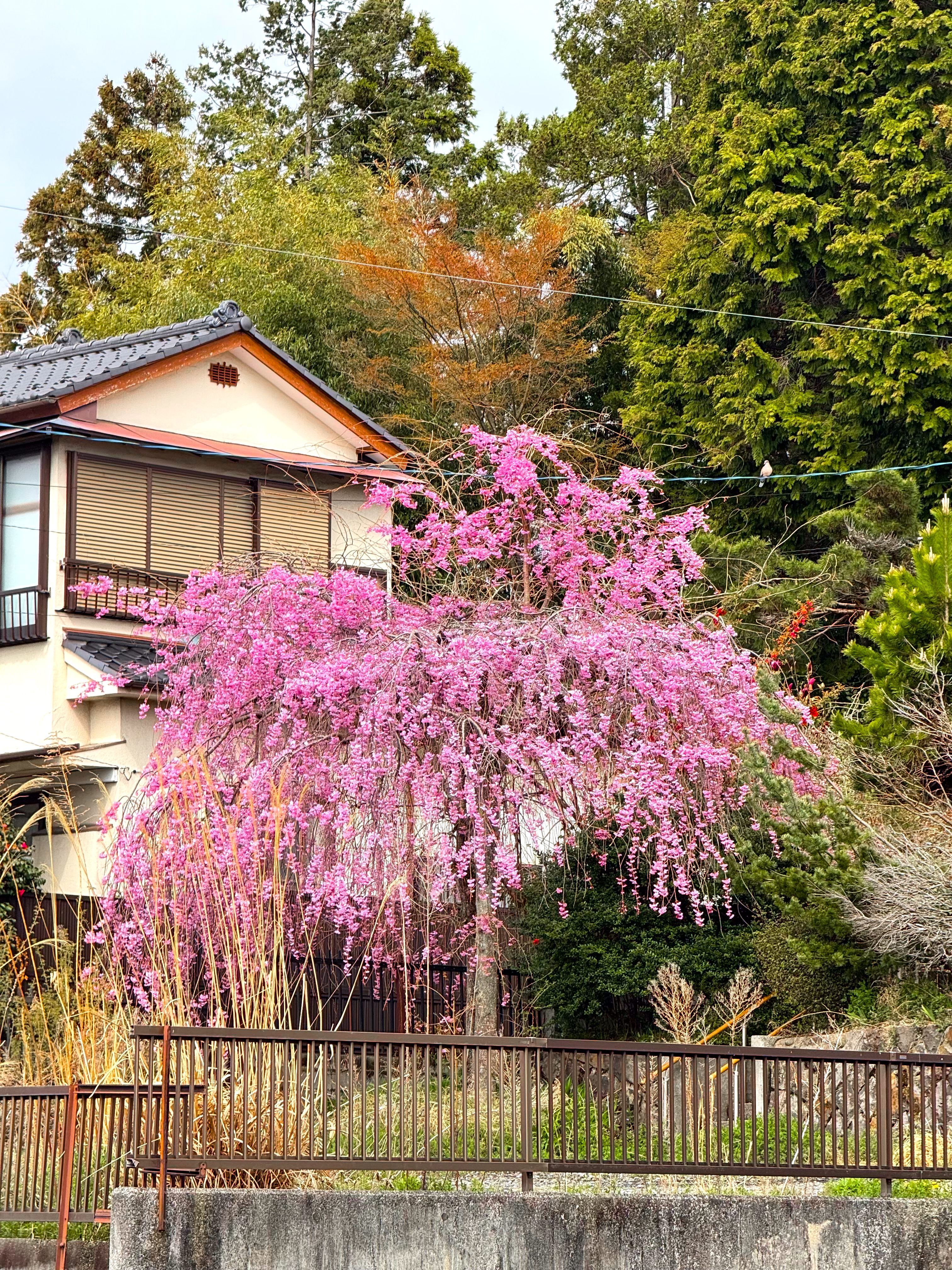 Charming Cherry Blossoms in a Japanese Garden · Free Stock Photo
