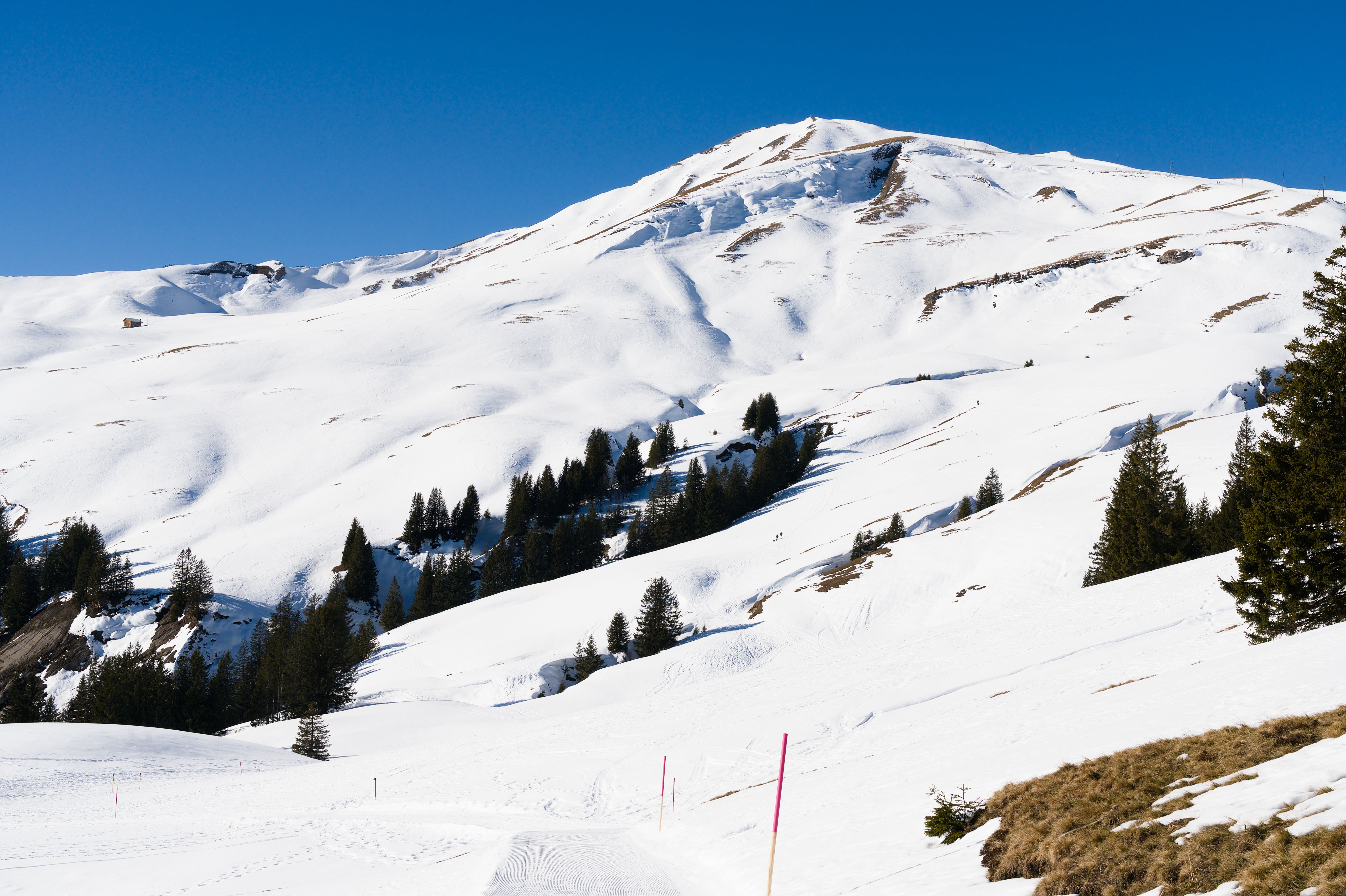 Snowy Swiss Alps Landscape with Evergreen Trees · Free Stock Photo