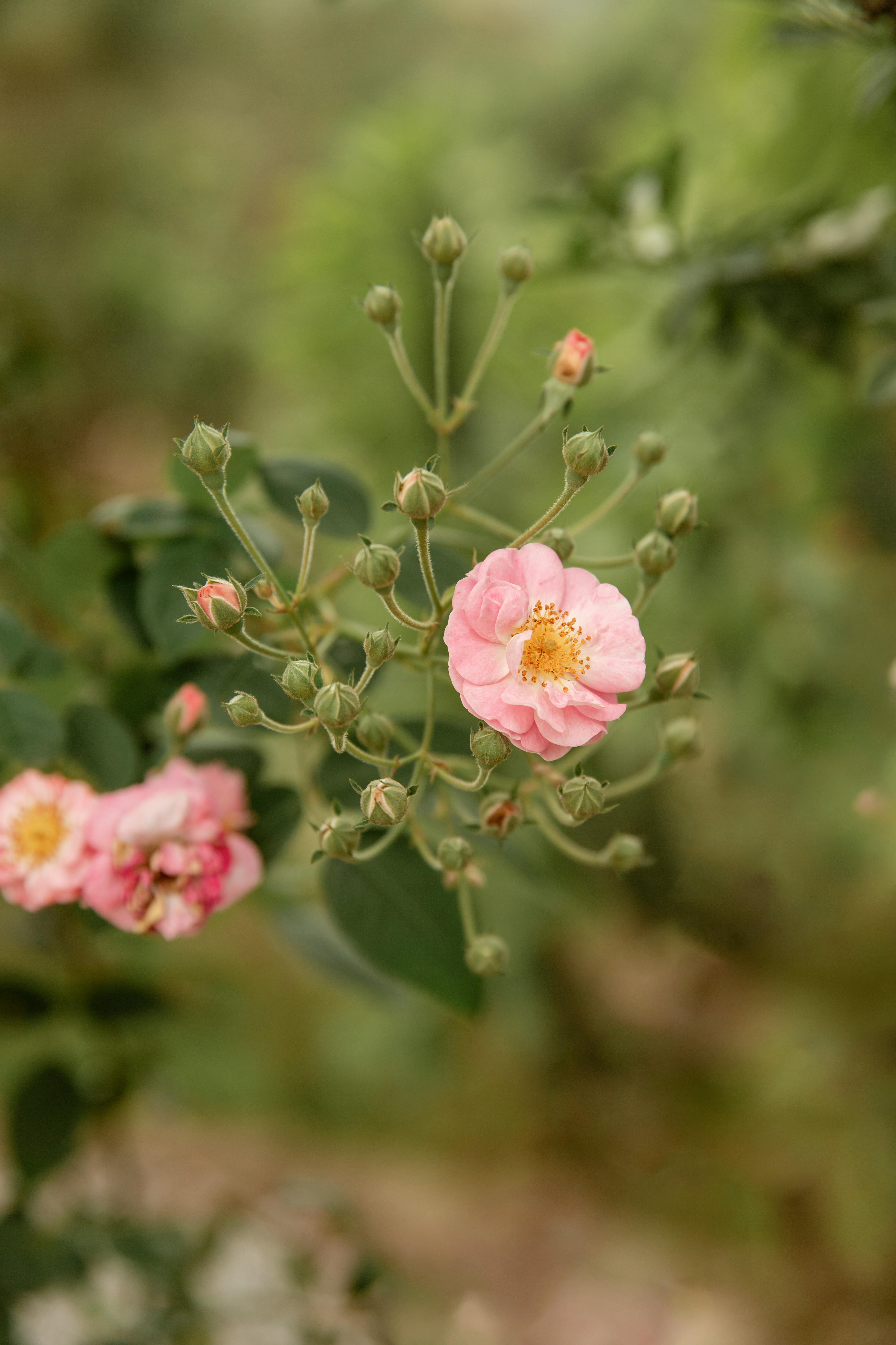 Foto stok gratis tentang abadi, alam, berkebun, berkembang, berwarna ...