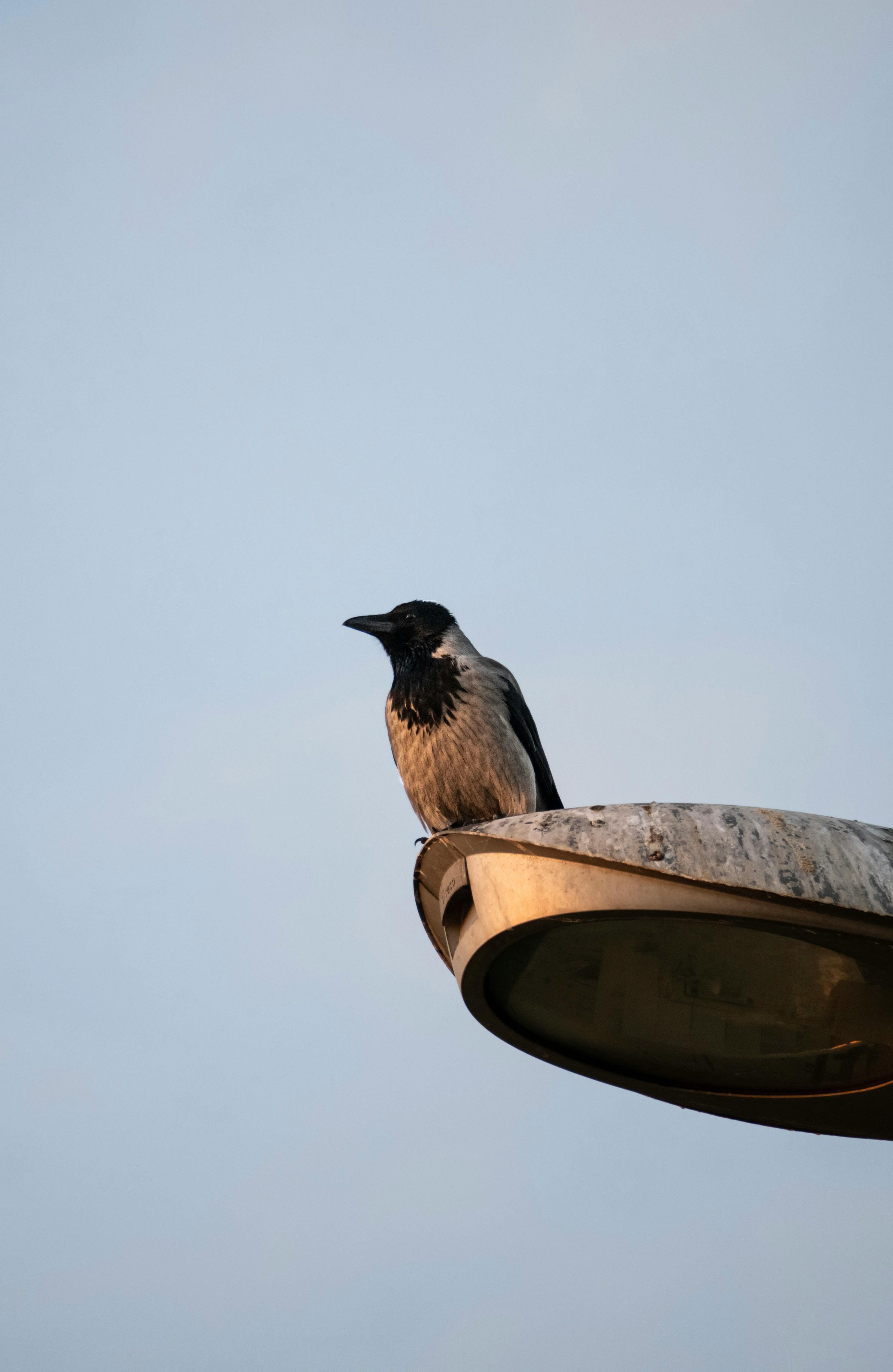 Christ Crow Photos, Download The BEST Free Christ Crow Stock Photos ...