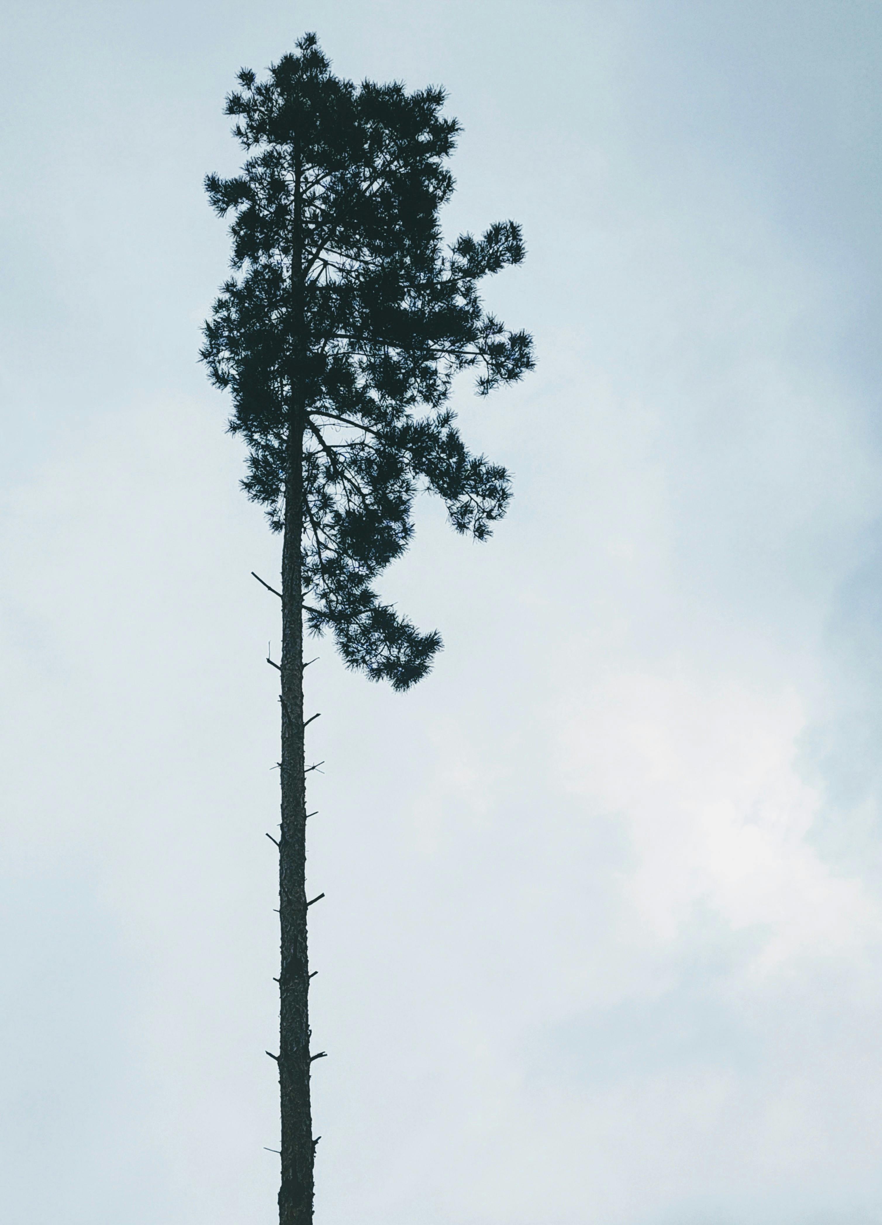 Atap Pinus Photos, Download The BEST Free Atap Pinus Stock Photos & HD ...