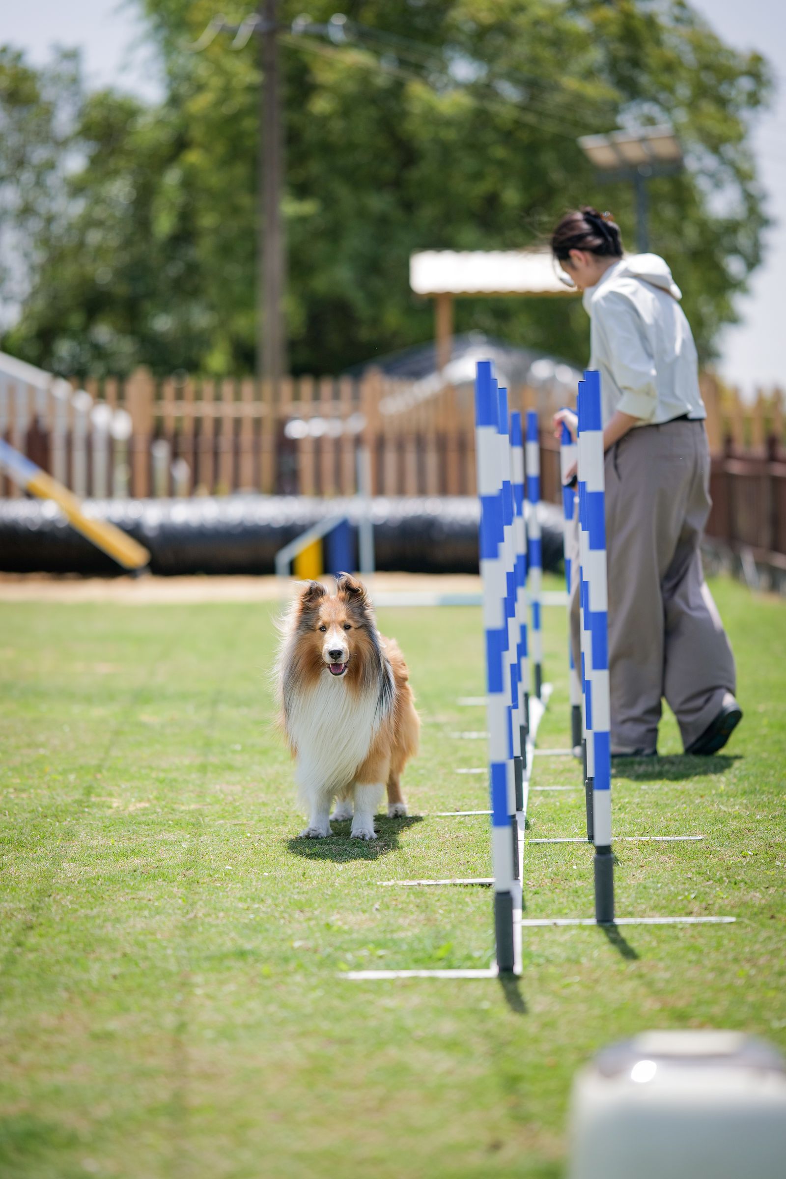 Agility Photos, Download The BEST Free Agility Stock Photos & HD Images