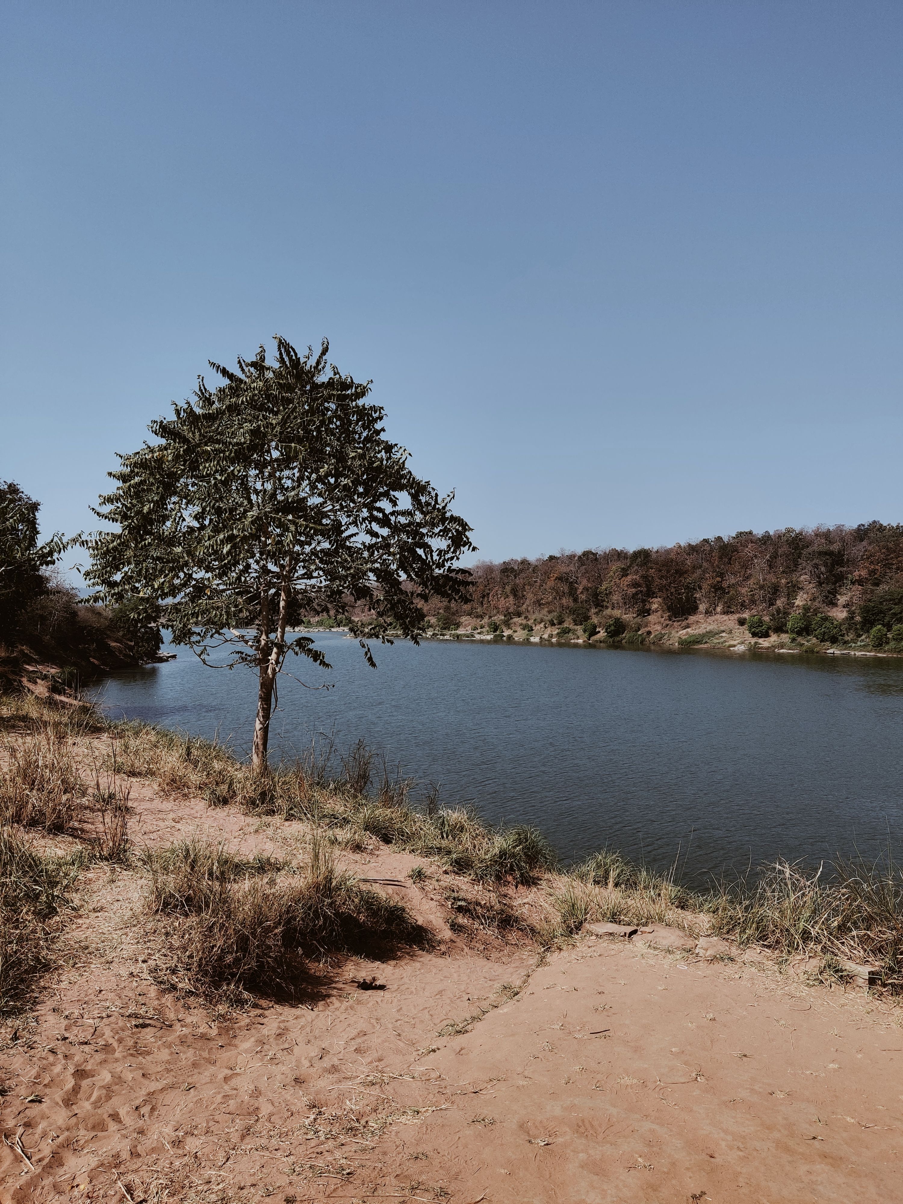 Serene Riverside Tree under Clear Blue Sky · Free Stock Photo