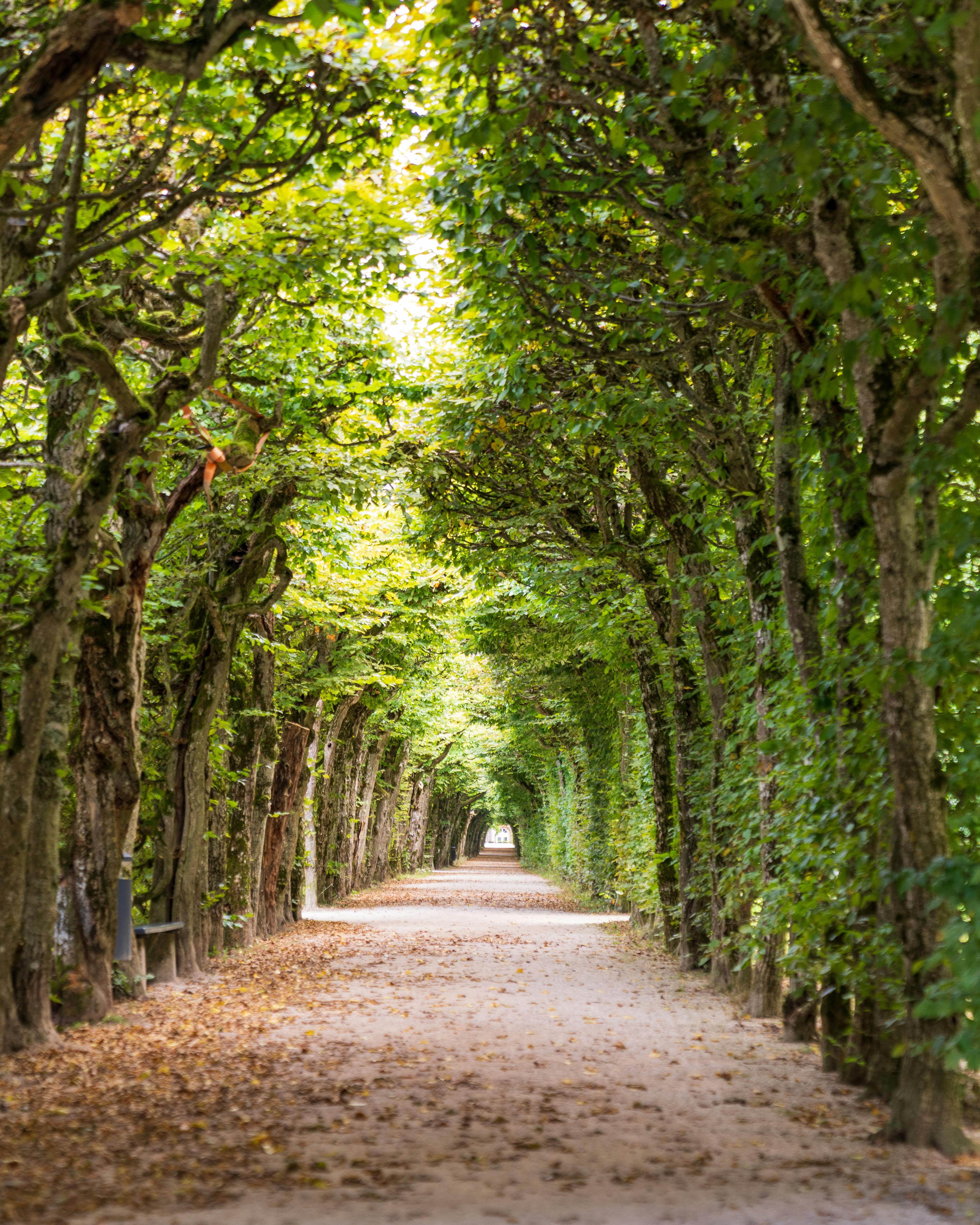 Beautiful Tree-Lined Pathway in a Park · Free Stock Photo