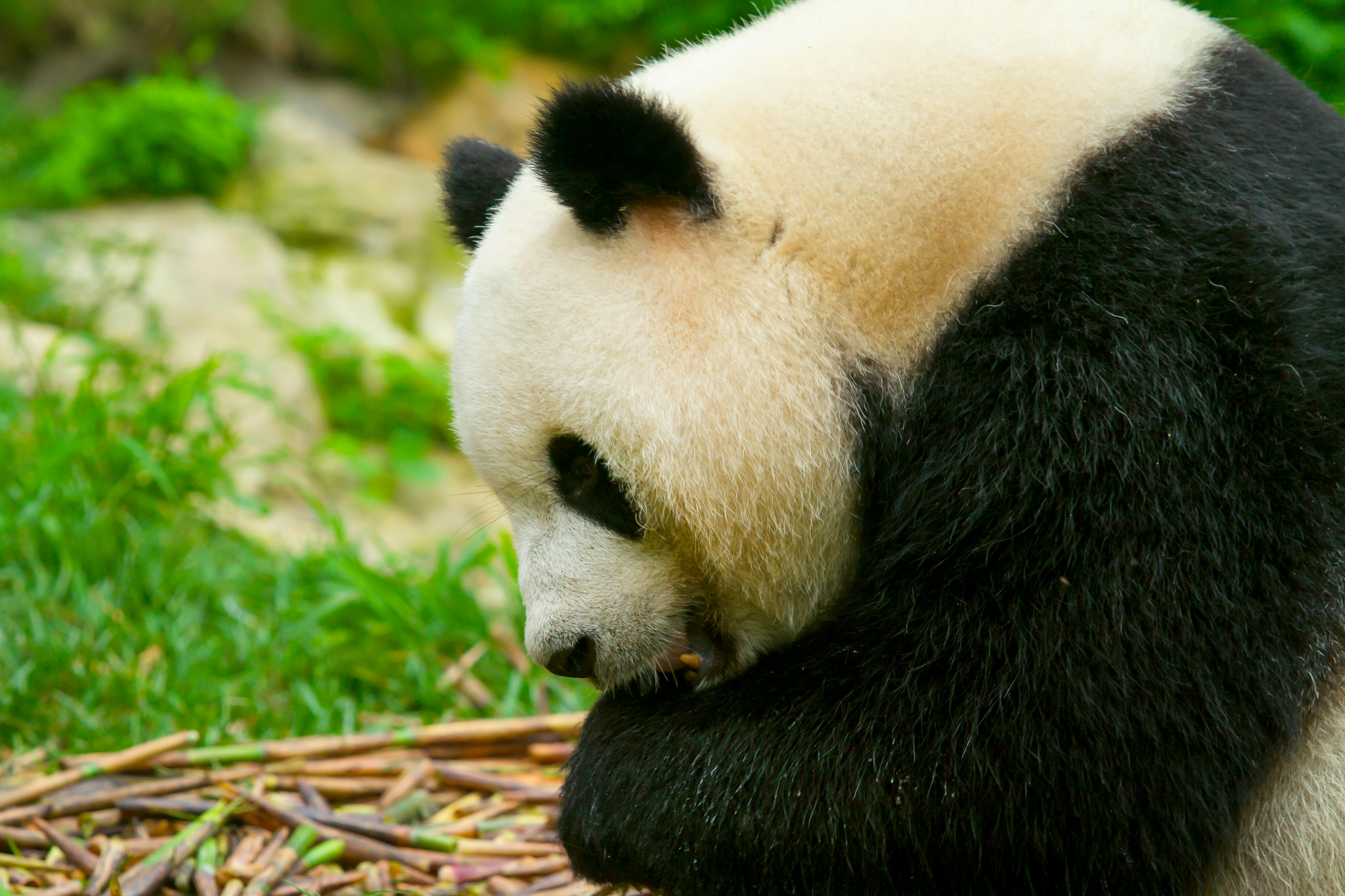 Pandas Images Photos, Download The BEST Free Pandas Images Stock Photos ...